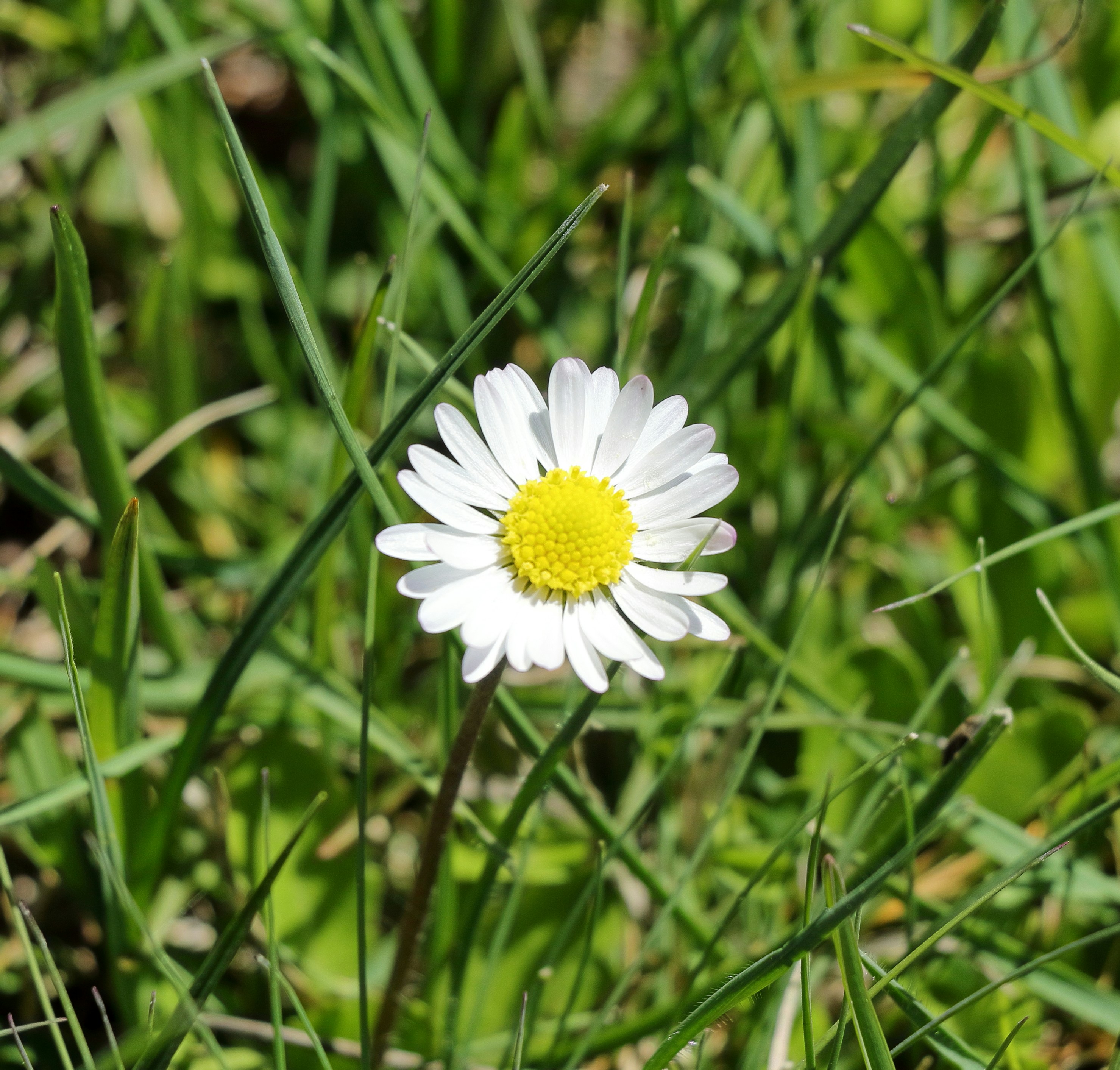 Daisy in a Meadow Spotlight