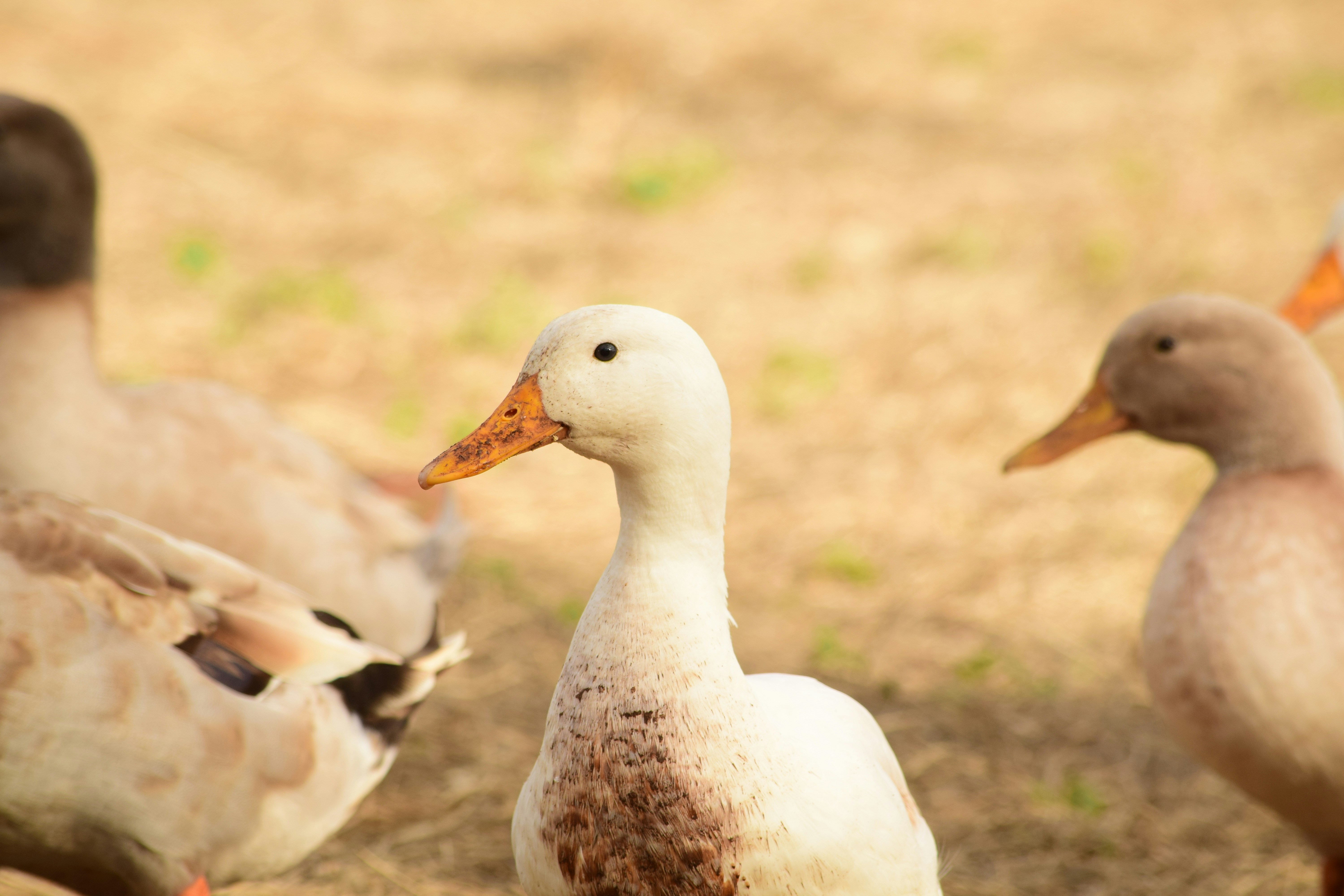 Center Duck among a Flock: Quiet Focus in a Sunlit Pond Scene
