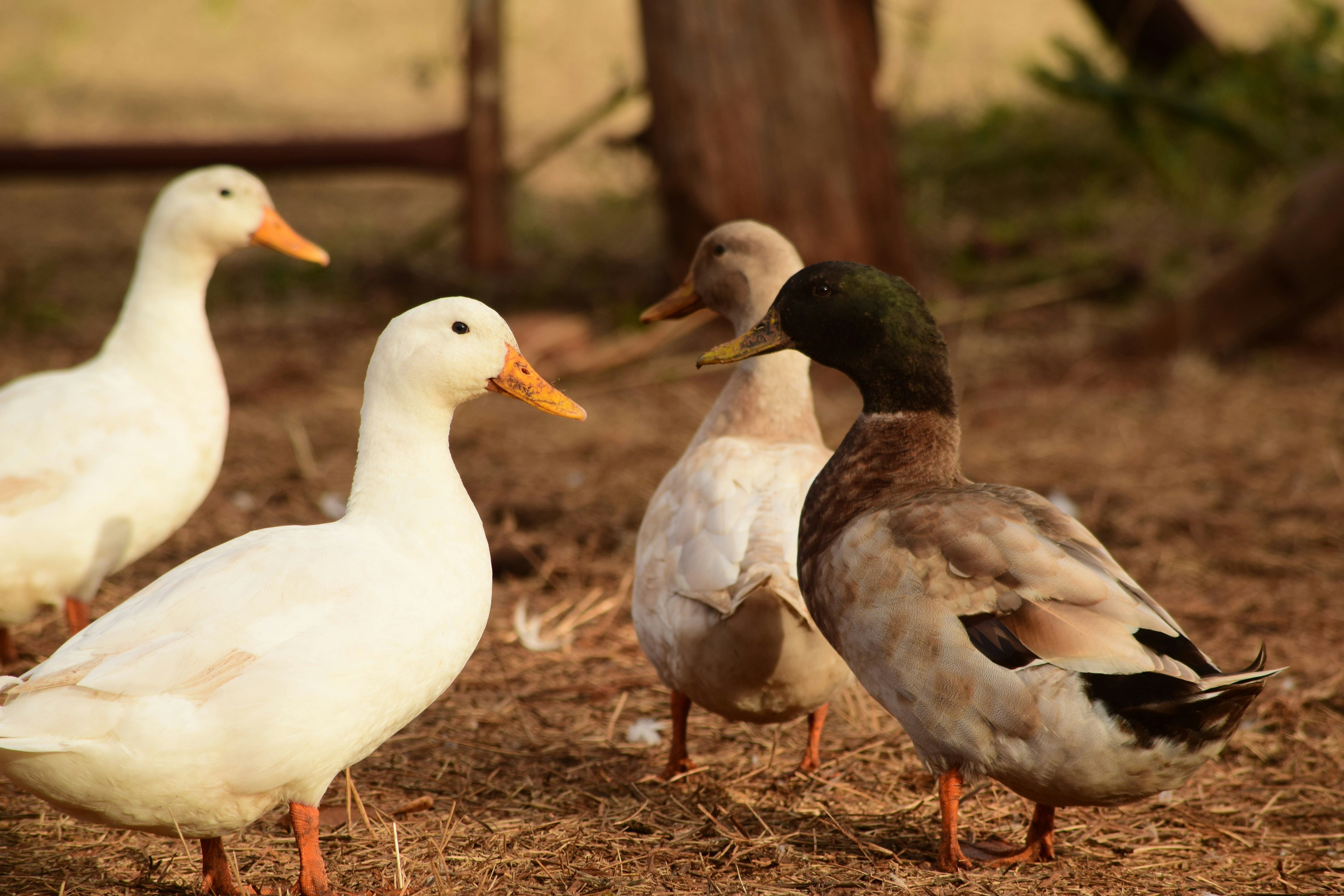 A Curious Quartet: White Flats Meet a Dark Feathery Opponent