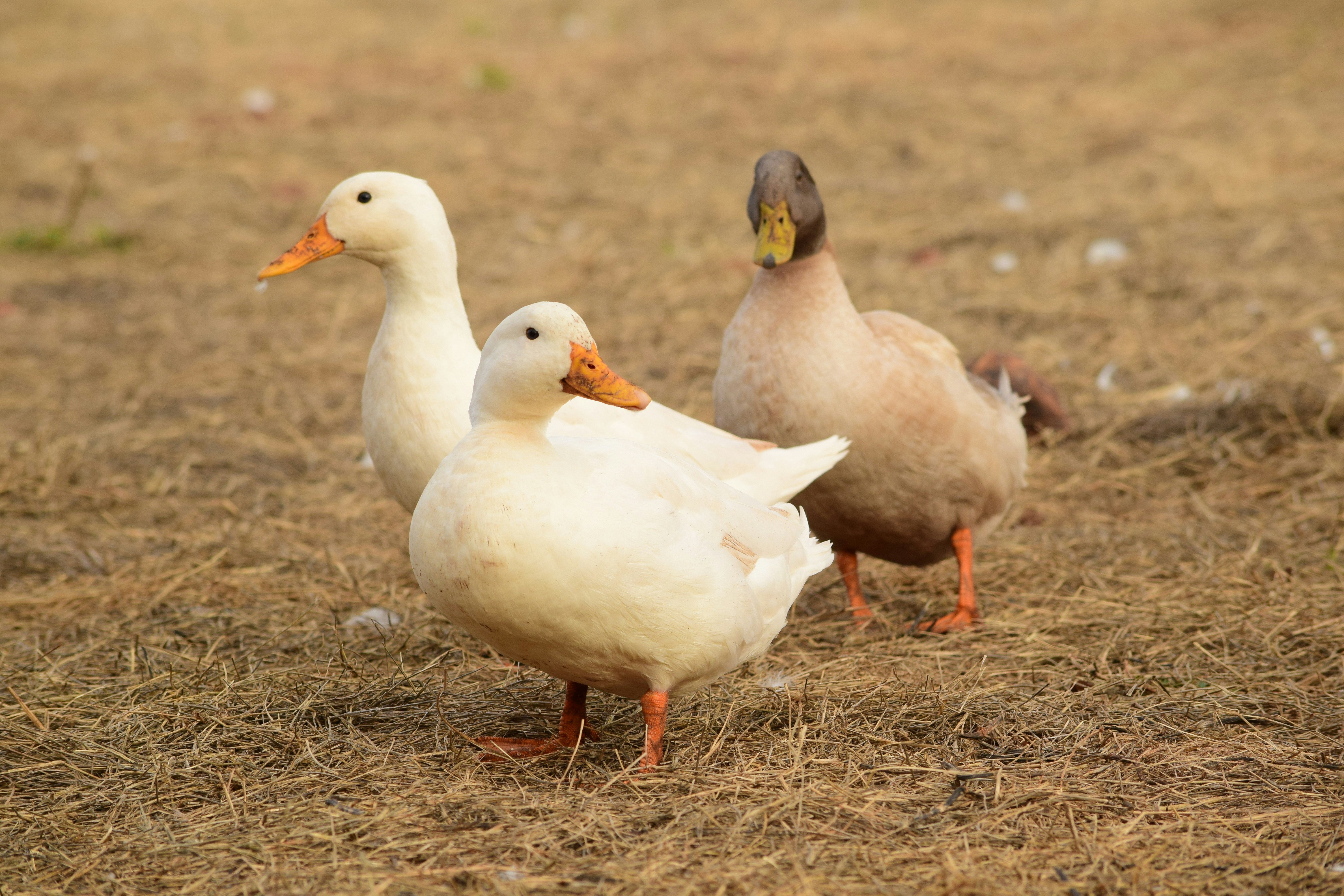 Three-Feathered Stand: White ducks with a brown duck in a dry field
