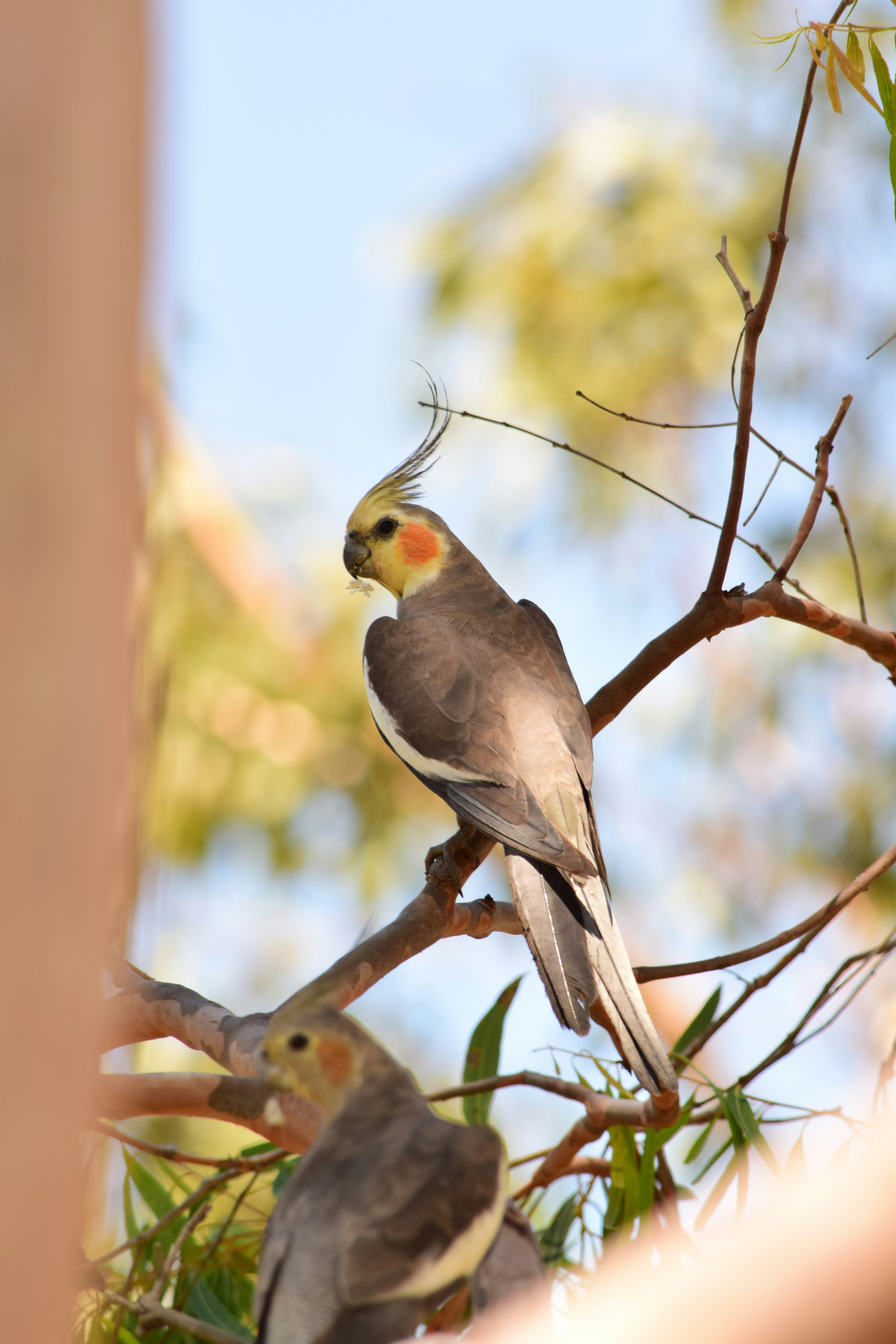 Perched Cockatiel Amid Branches in Sunlit Garden