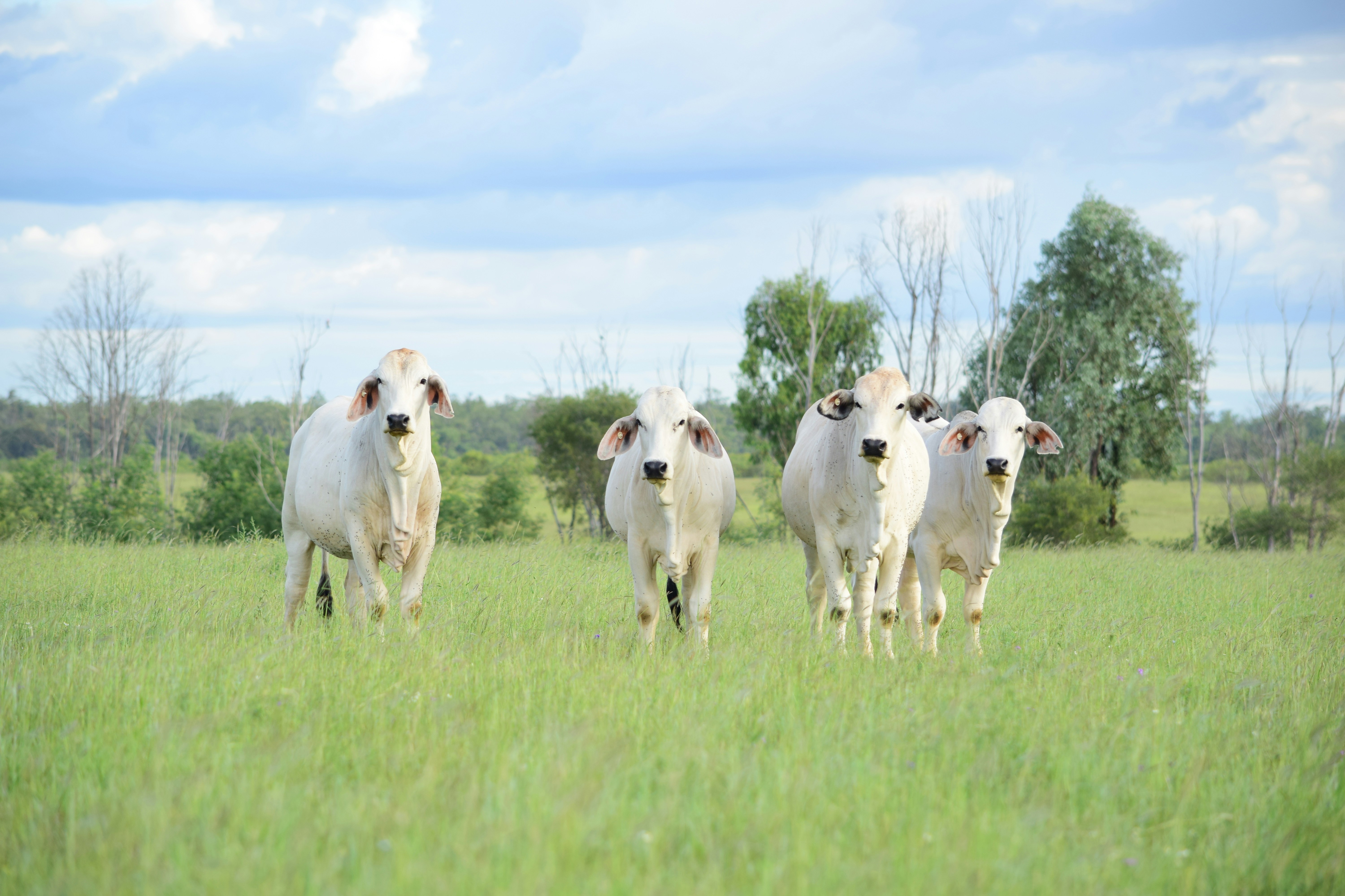 Herderless Quartet: Cattle Charging Across a Sunlit Pasture