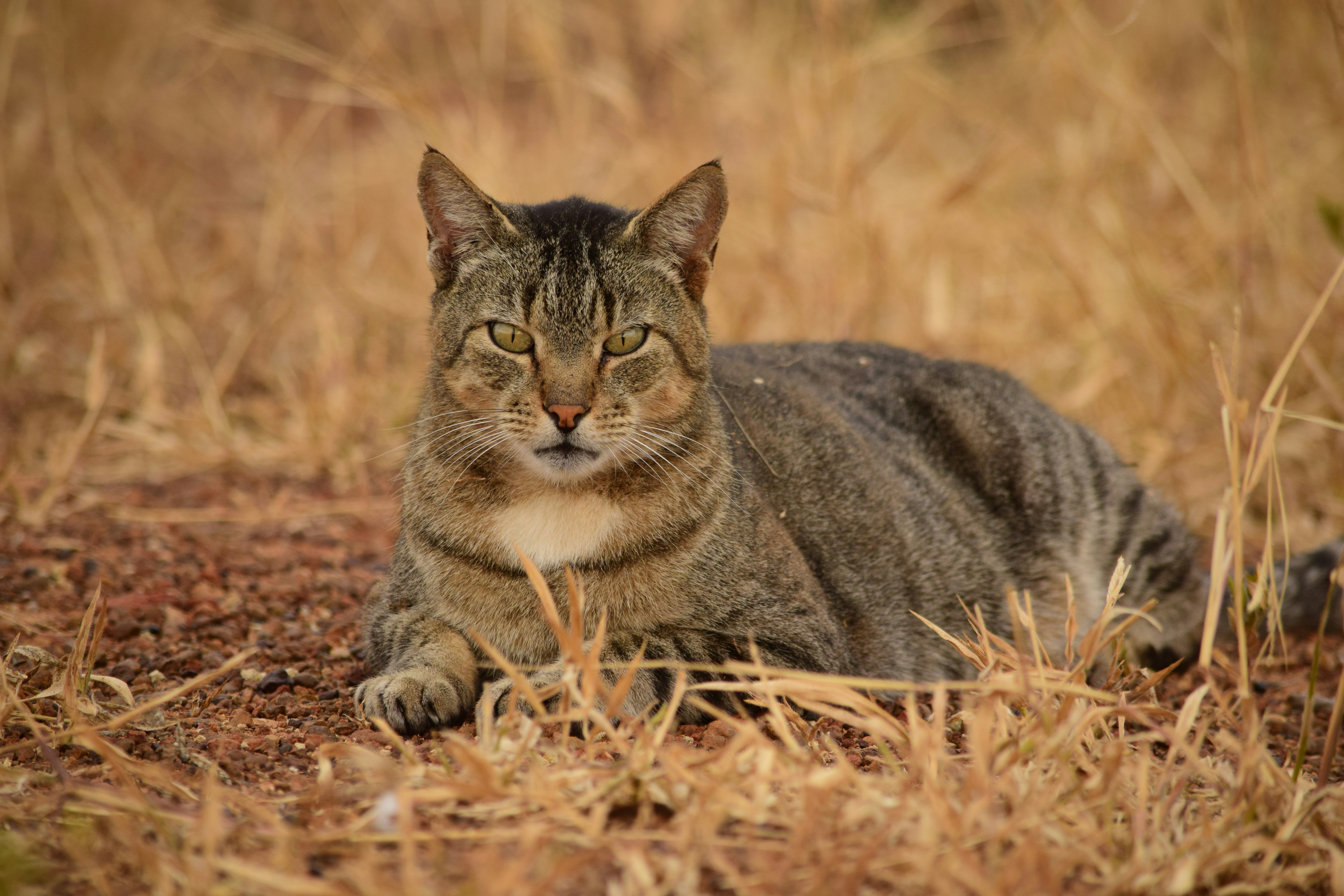 Calm tabby cat lounging on dry grass with warm backlight, eye contact toward the camera.