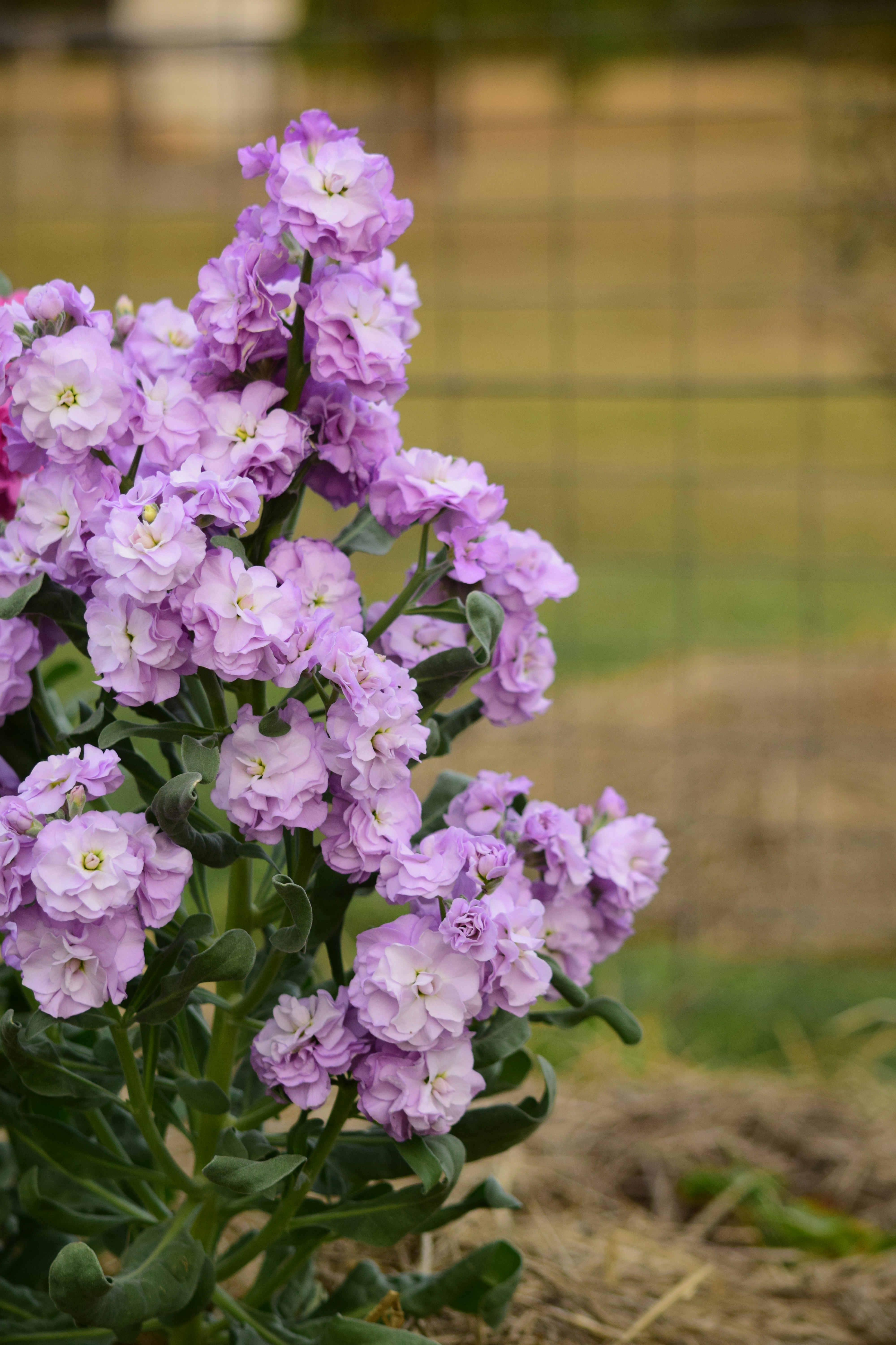 Purple bouquet in soft focus with a garden fence backdrop