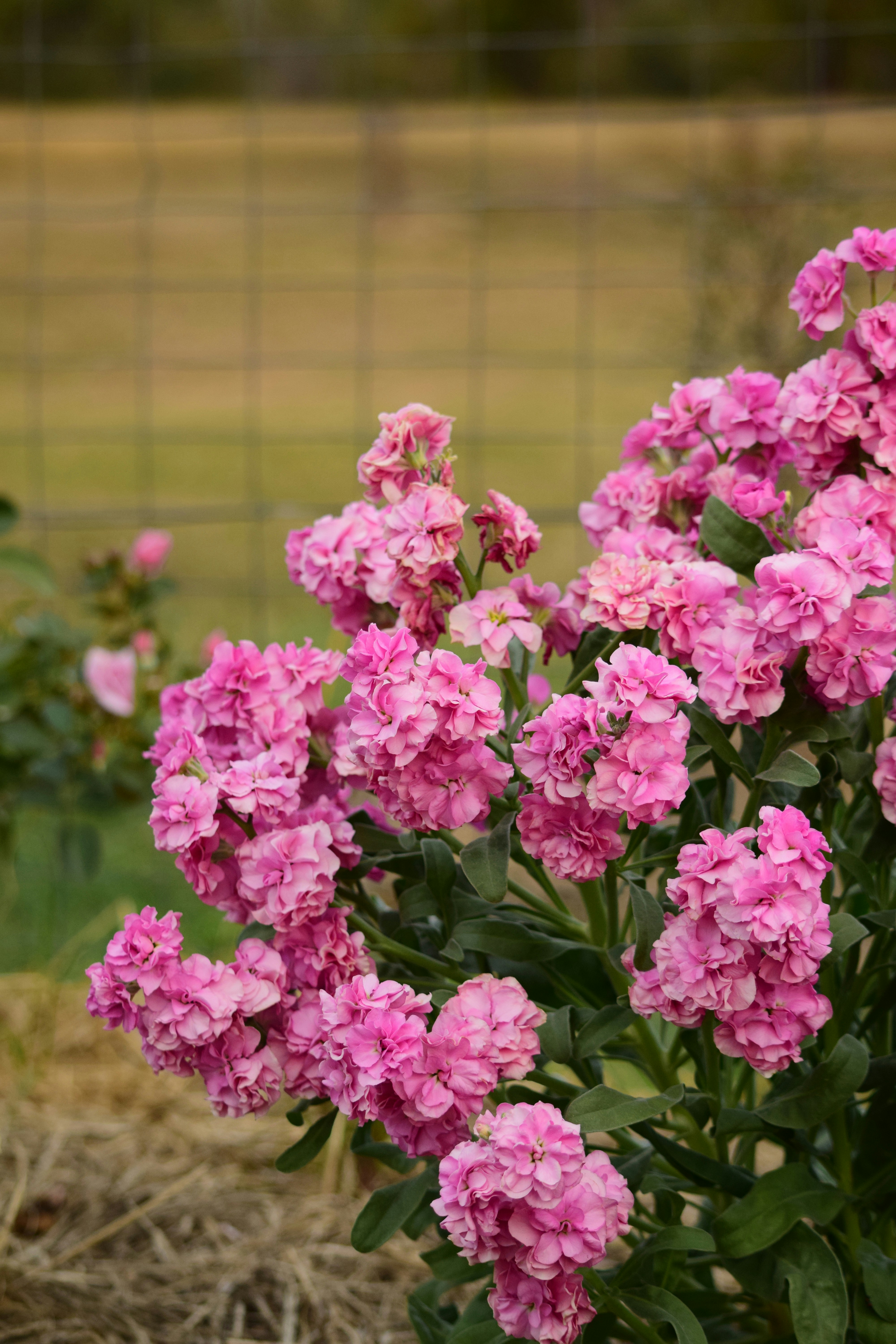 Pink Blush in a Quiet Garden: Blooming Clusters by the Fence