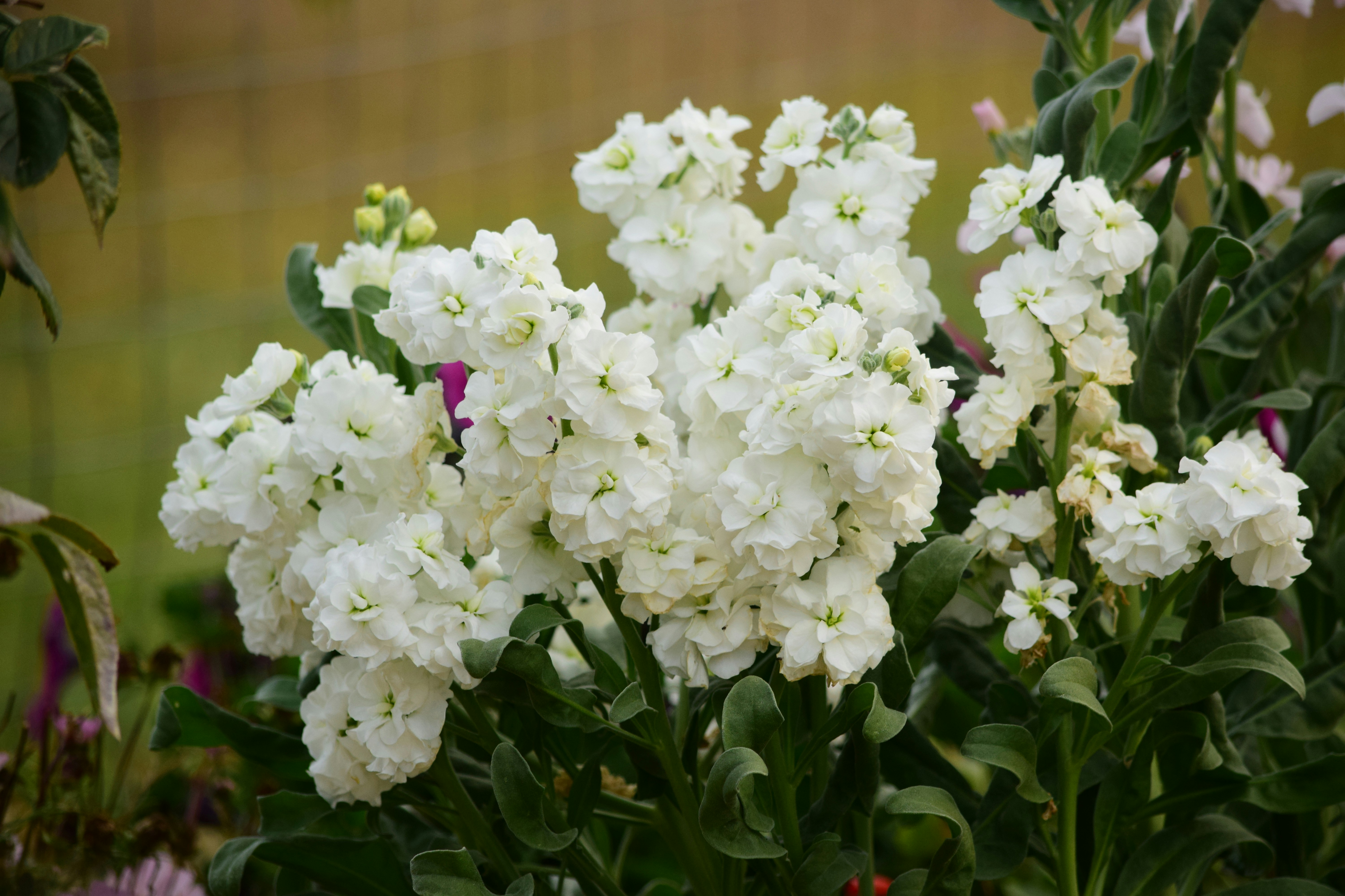 Cluster of Ivory Hydrangea Blossoms in a Garden Bed