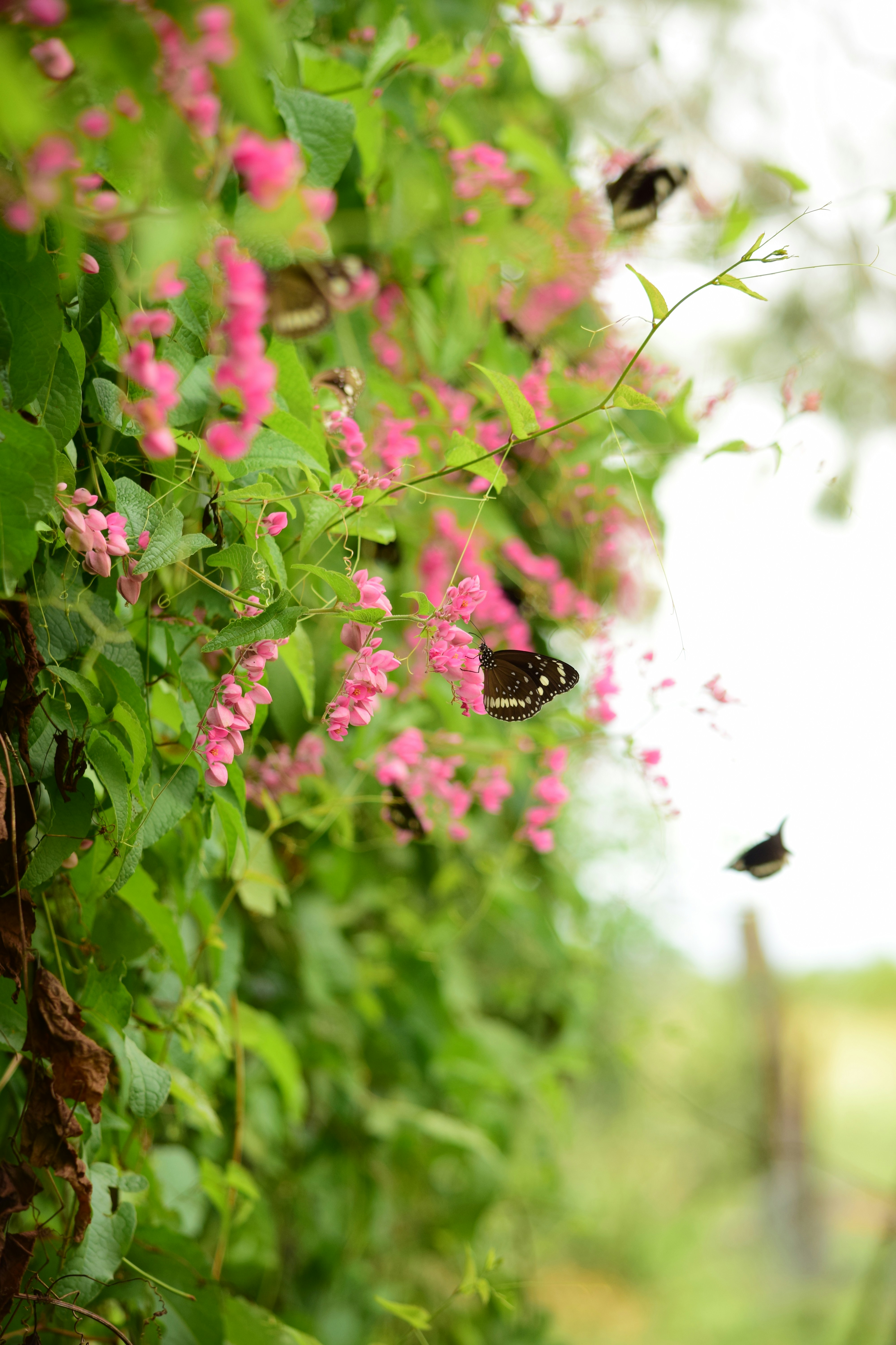 Butterfly Among Pink Bells: A Quiet Moment on the Fence