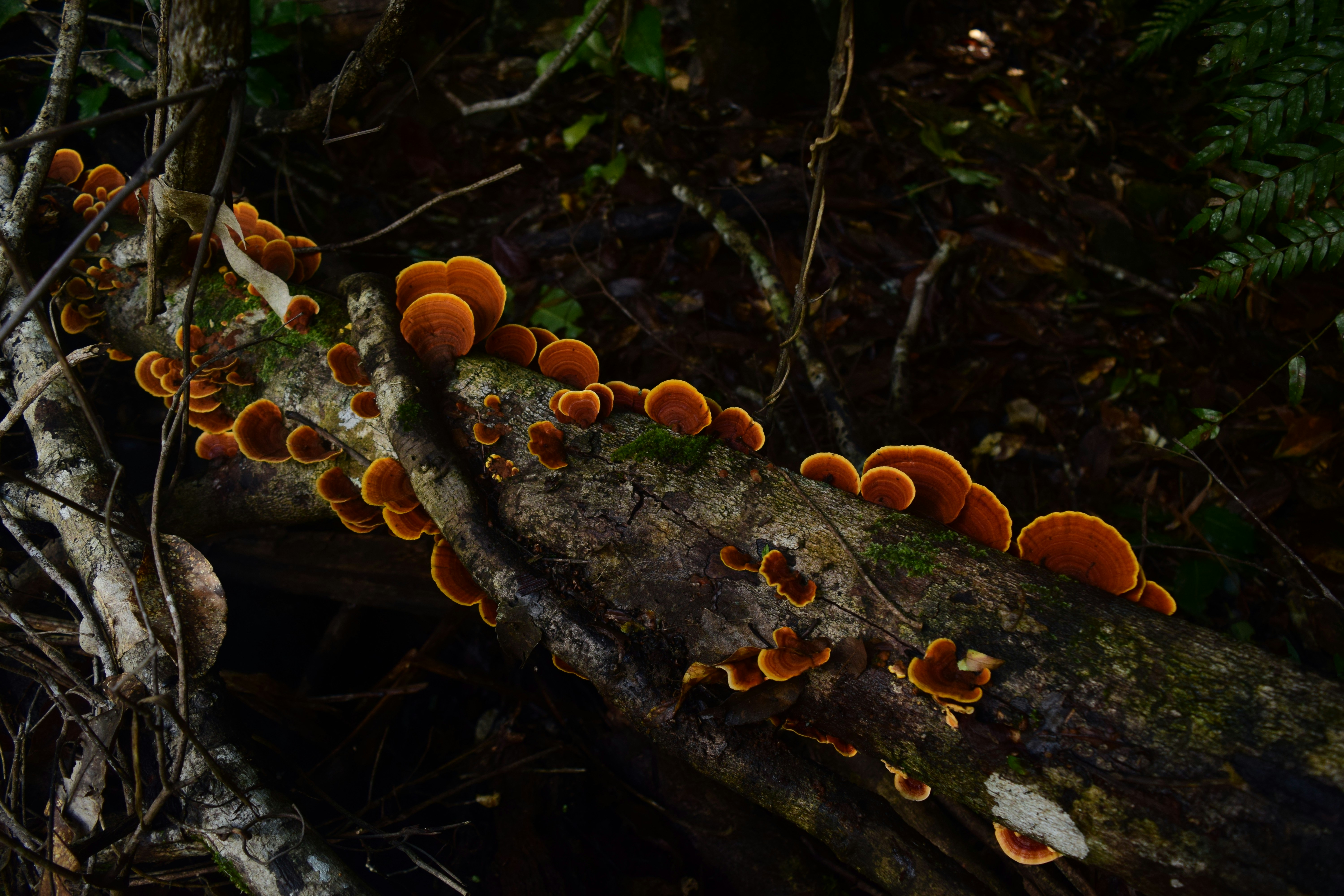 Orange Shelf Fungus Patches on a Moss-Covered Log