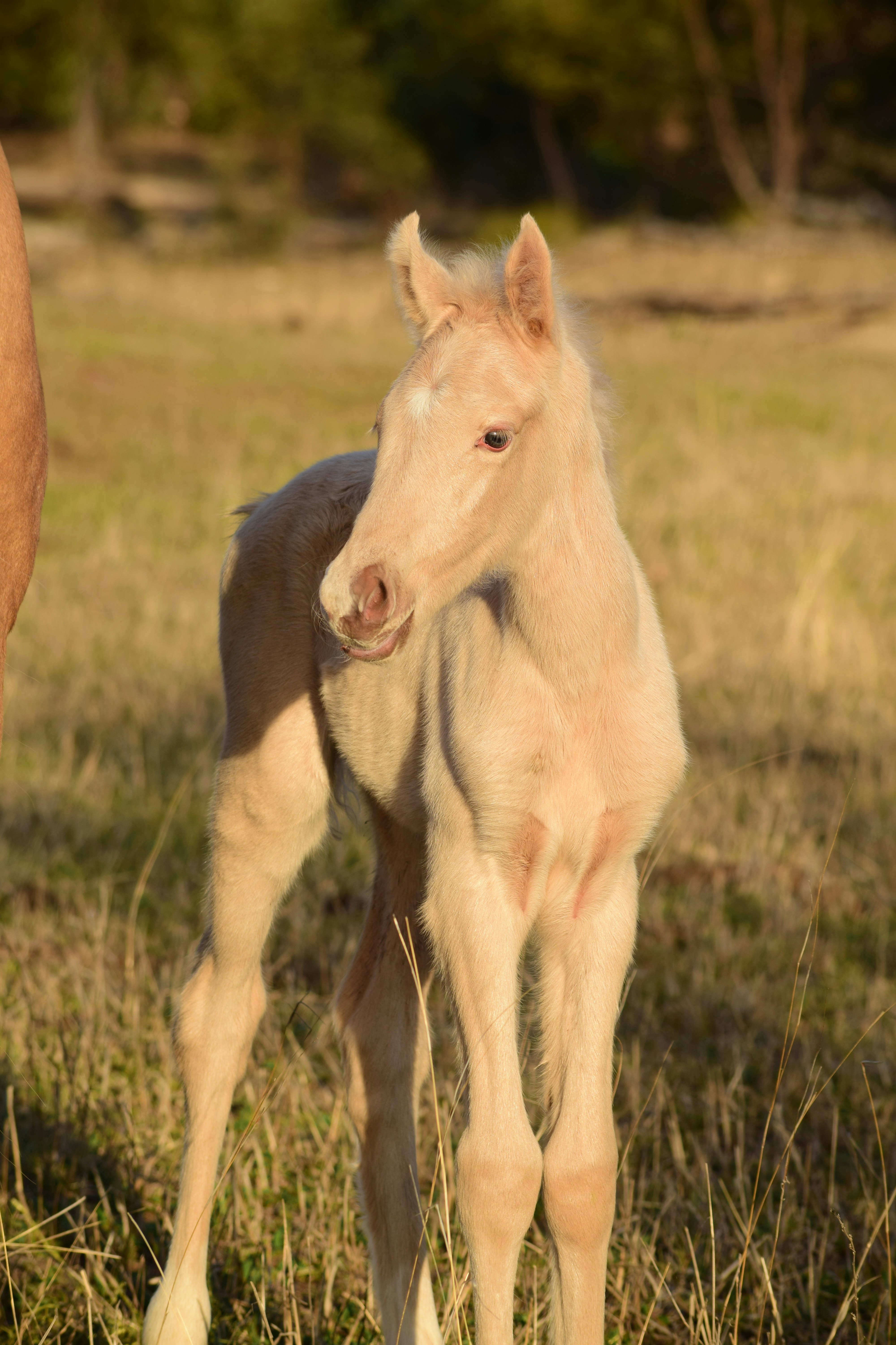 Sweet Curiosity: A foal turns toward the sunlit meadow