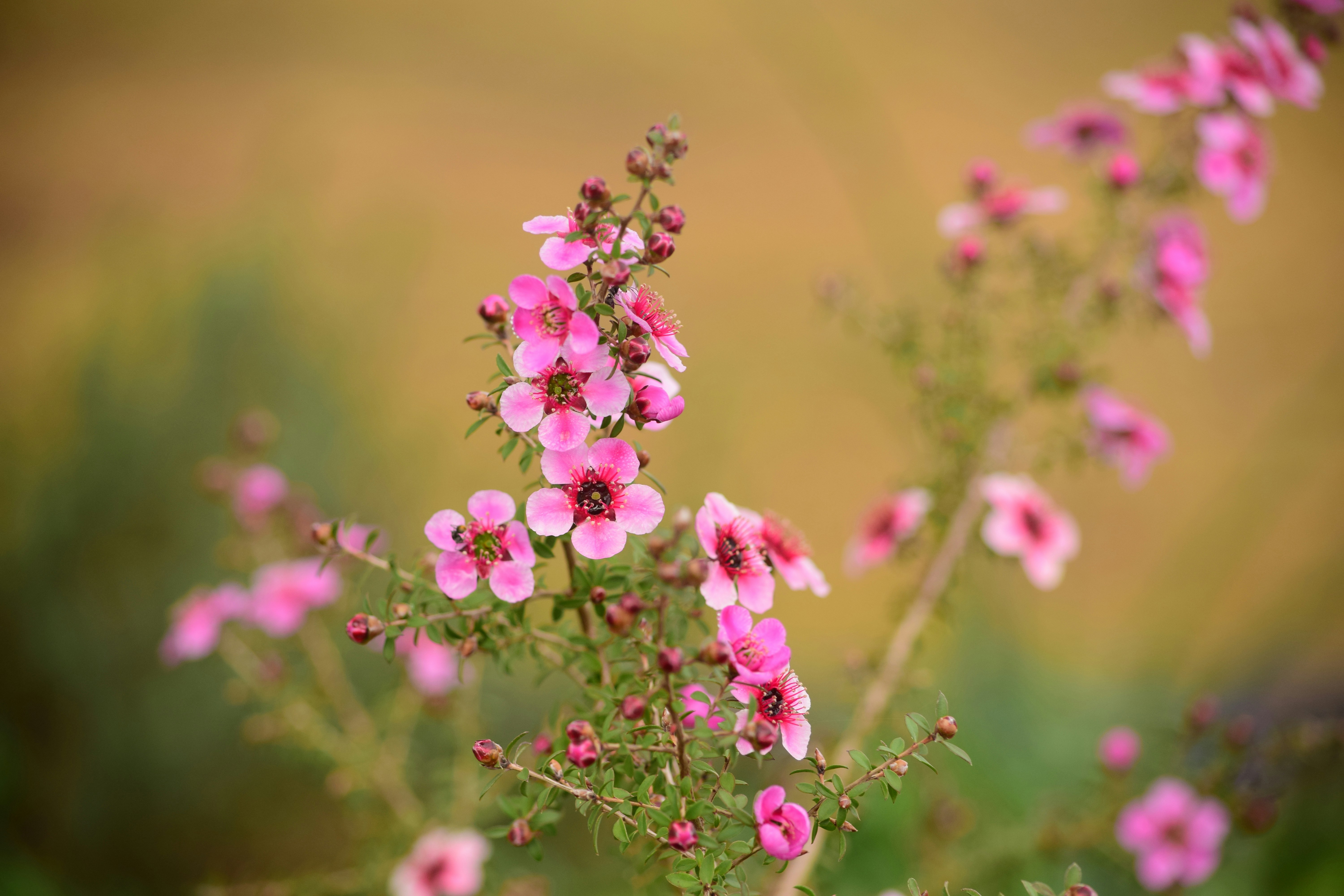 Pink wildflower spike reaching toward summer light