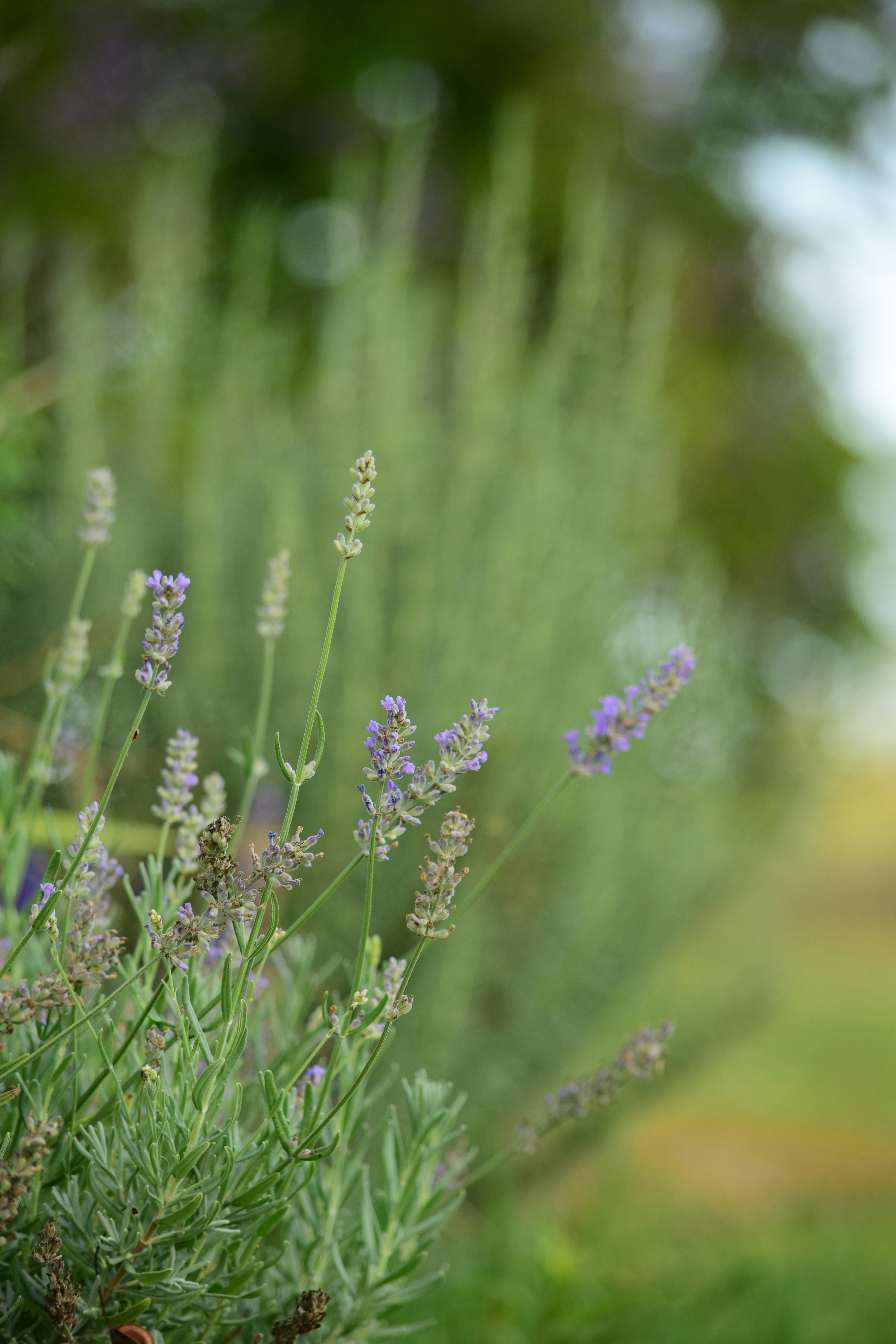 Lavender Corridor: Soft Focus Field in a Garden Path