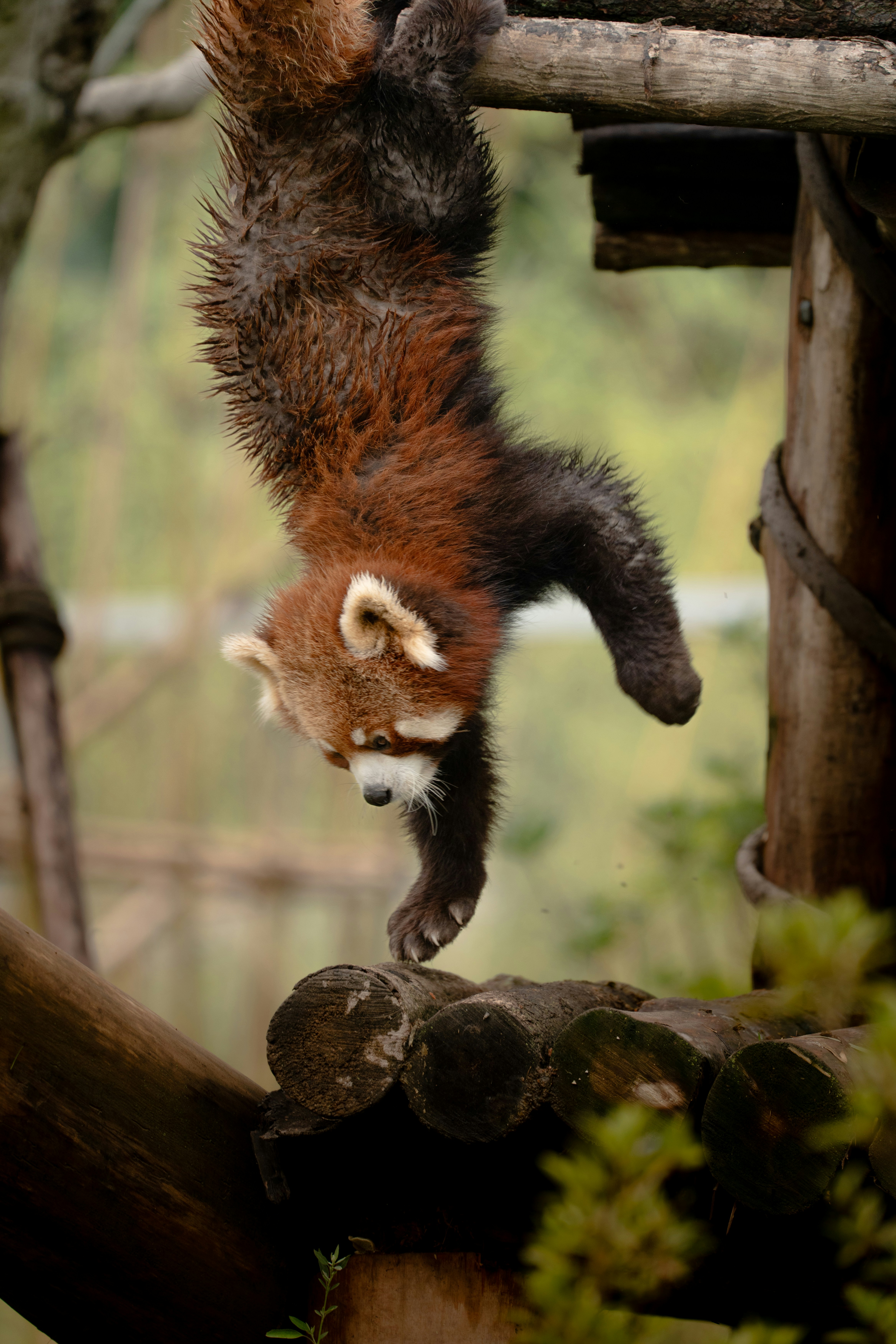 A red panda slips from a wooden platform, mid-descent with fur illuminated and a soft outdoor backdrop in diffused light.