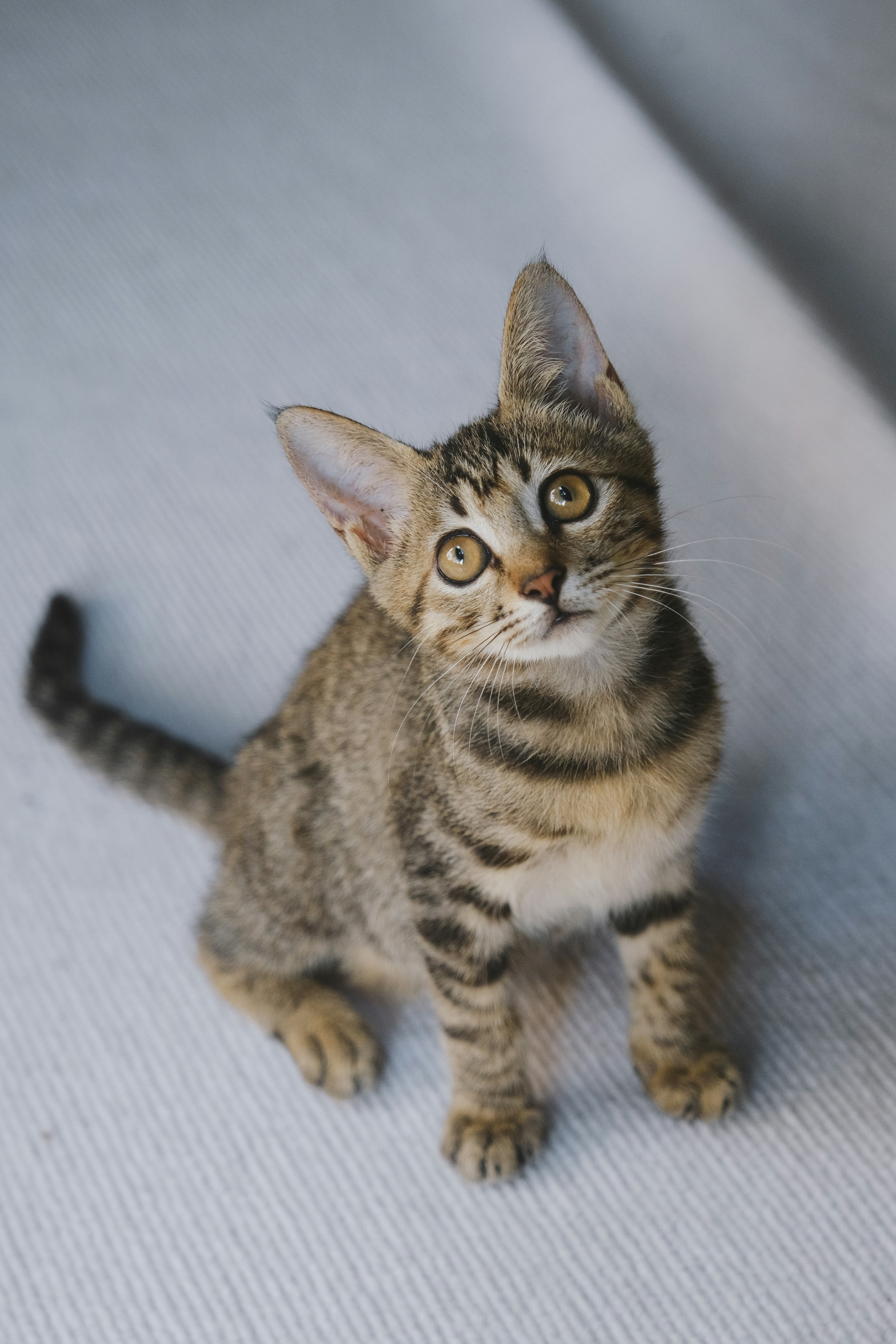 Curious Kitten Gaze: A Portrait of Alert Whiskers on Soft Carpet