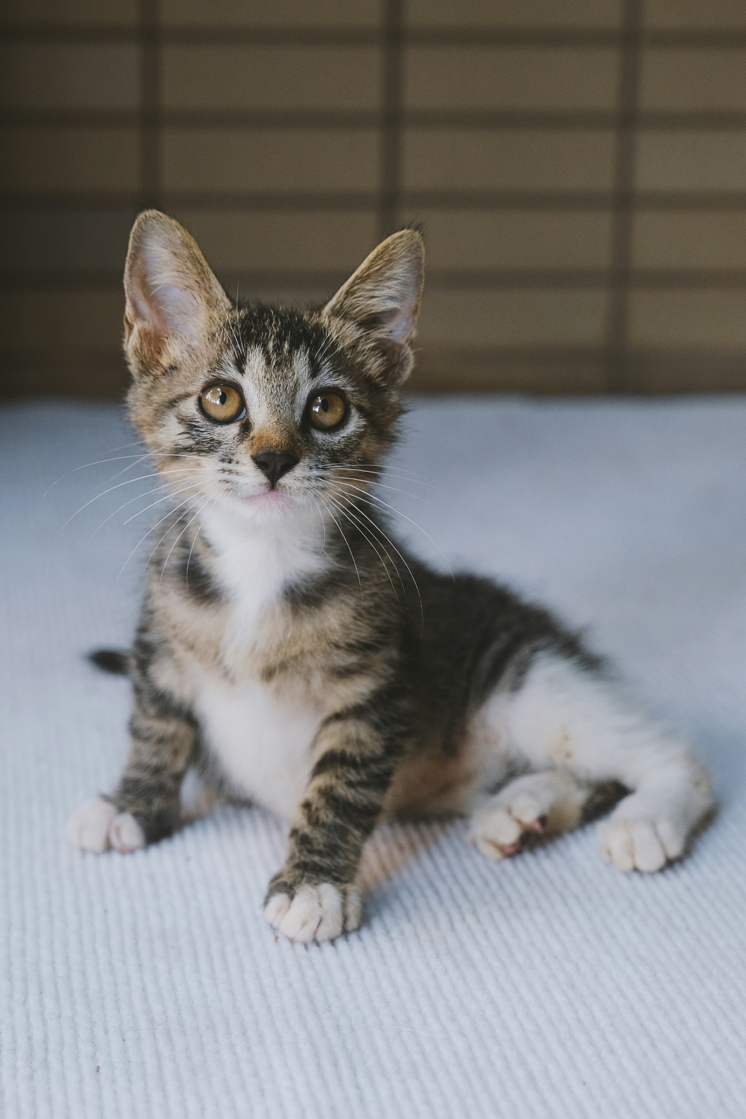 Curious Kitten: Wide-Eyed Alert on a Soft Blue Mat