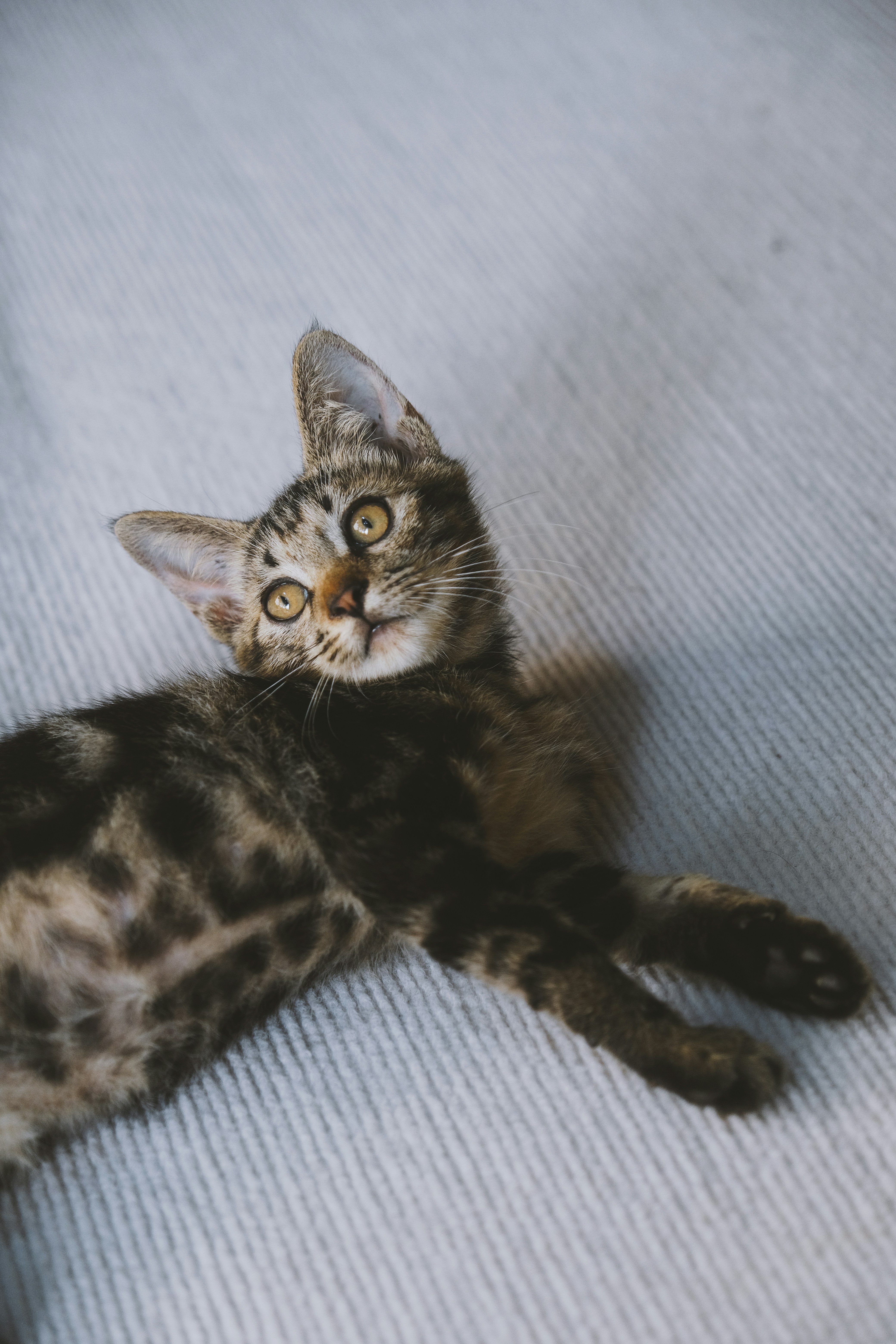 Curious Kitten on a Soft Rug