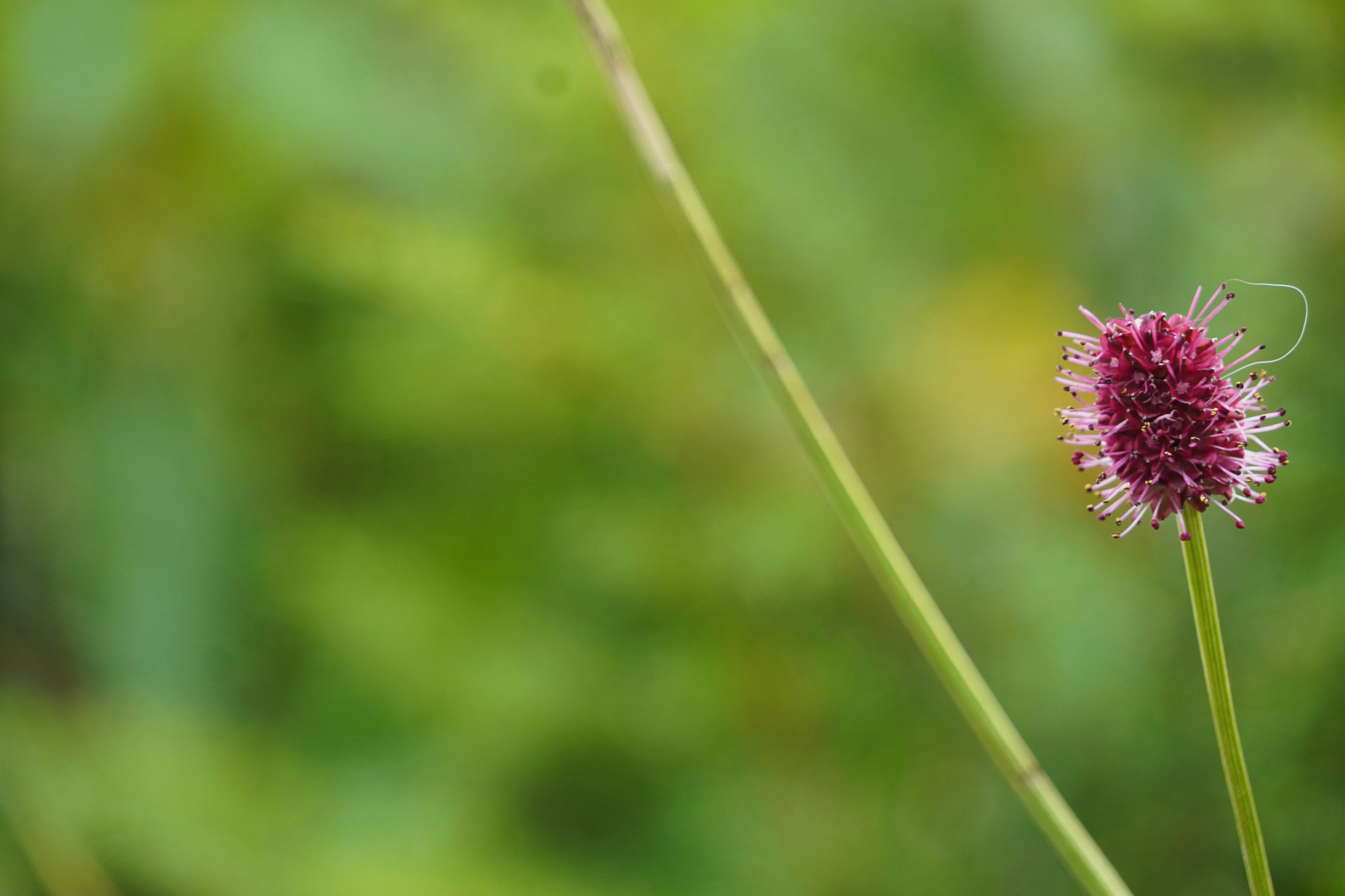 Single Magenta Globe in a Sea of Green