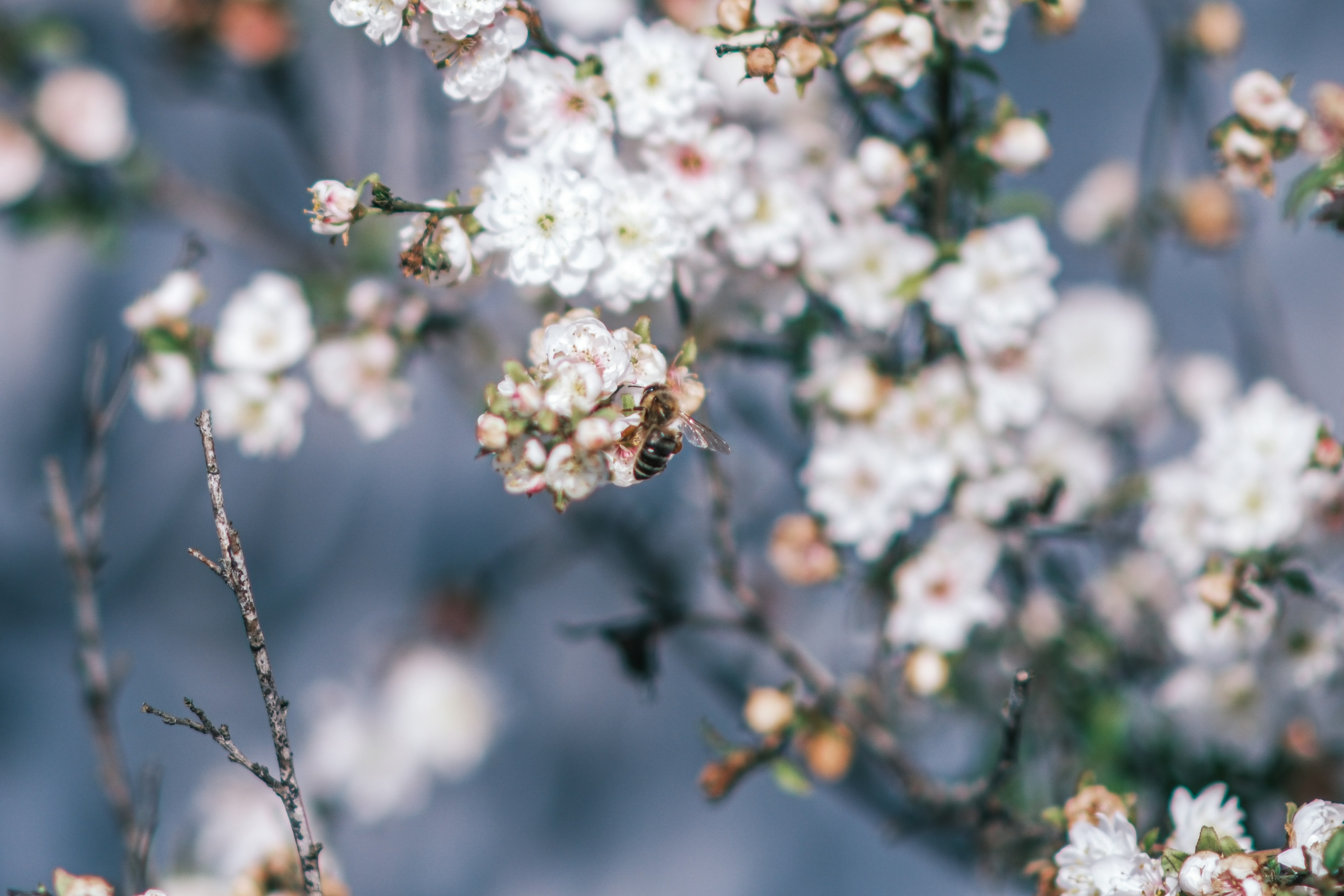 Honeybee on a Blooming Snowflake: A Quiet Moment in Spring