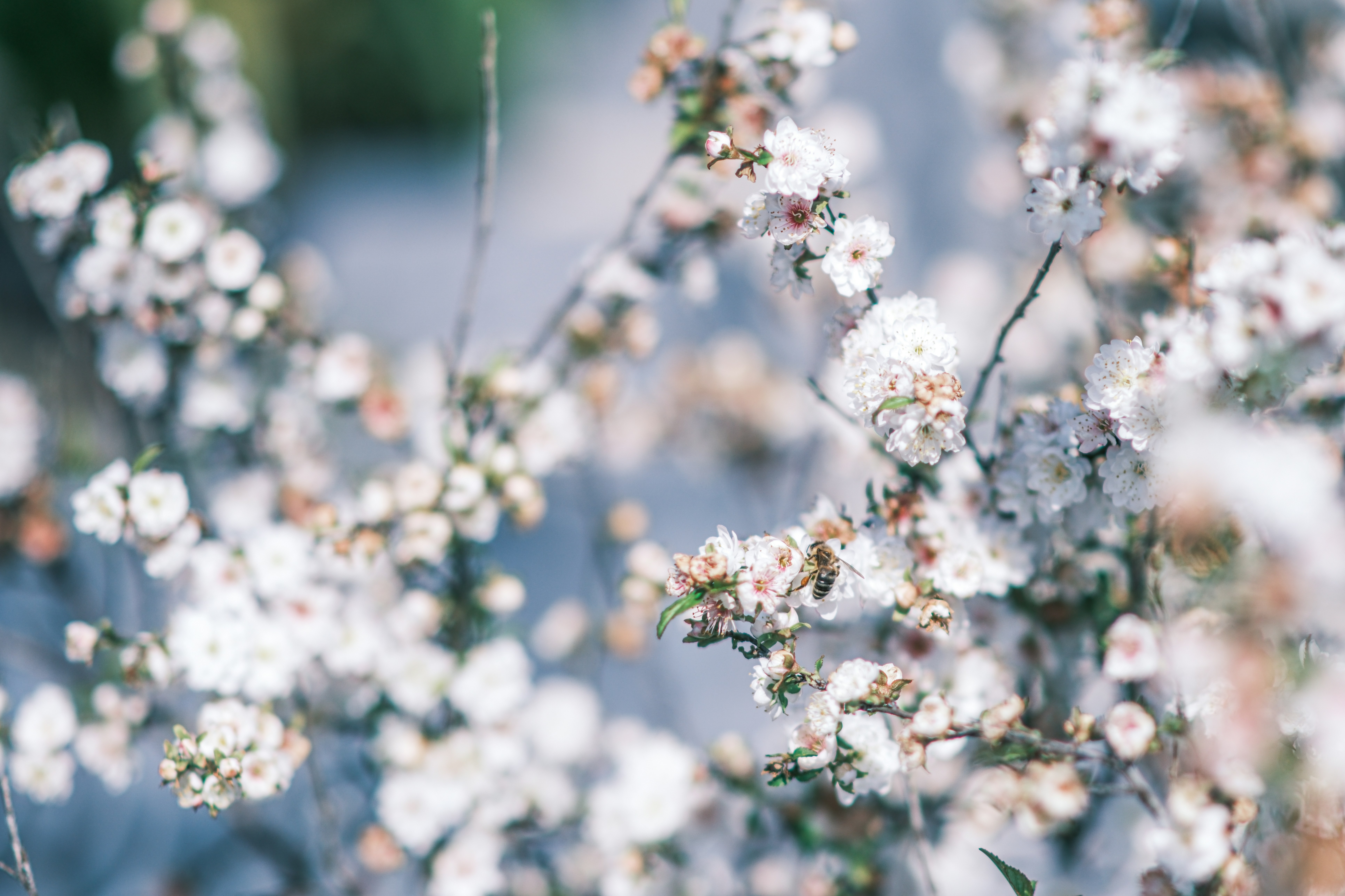 Soft Spring Bloomers: A Blur of White Petals inMorning Light