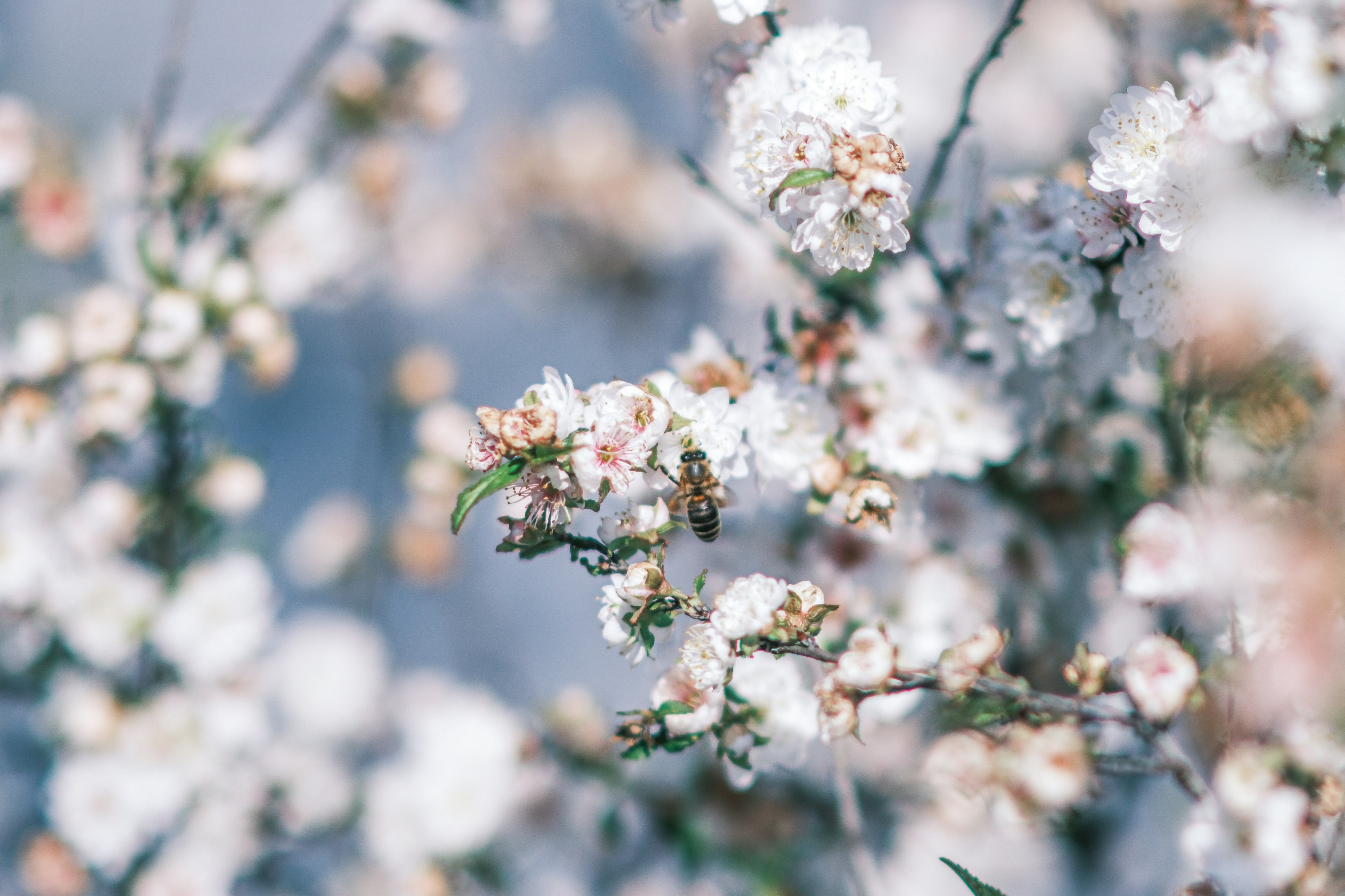 Bee on a Blooming Whorl: Delicate Spring in Focus