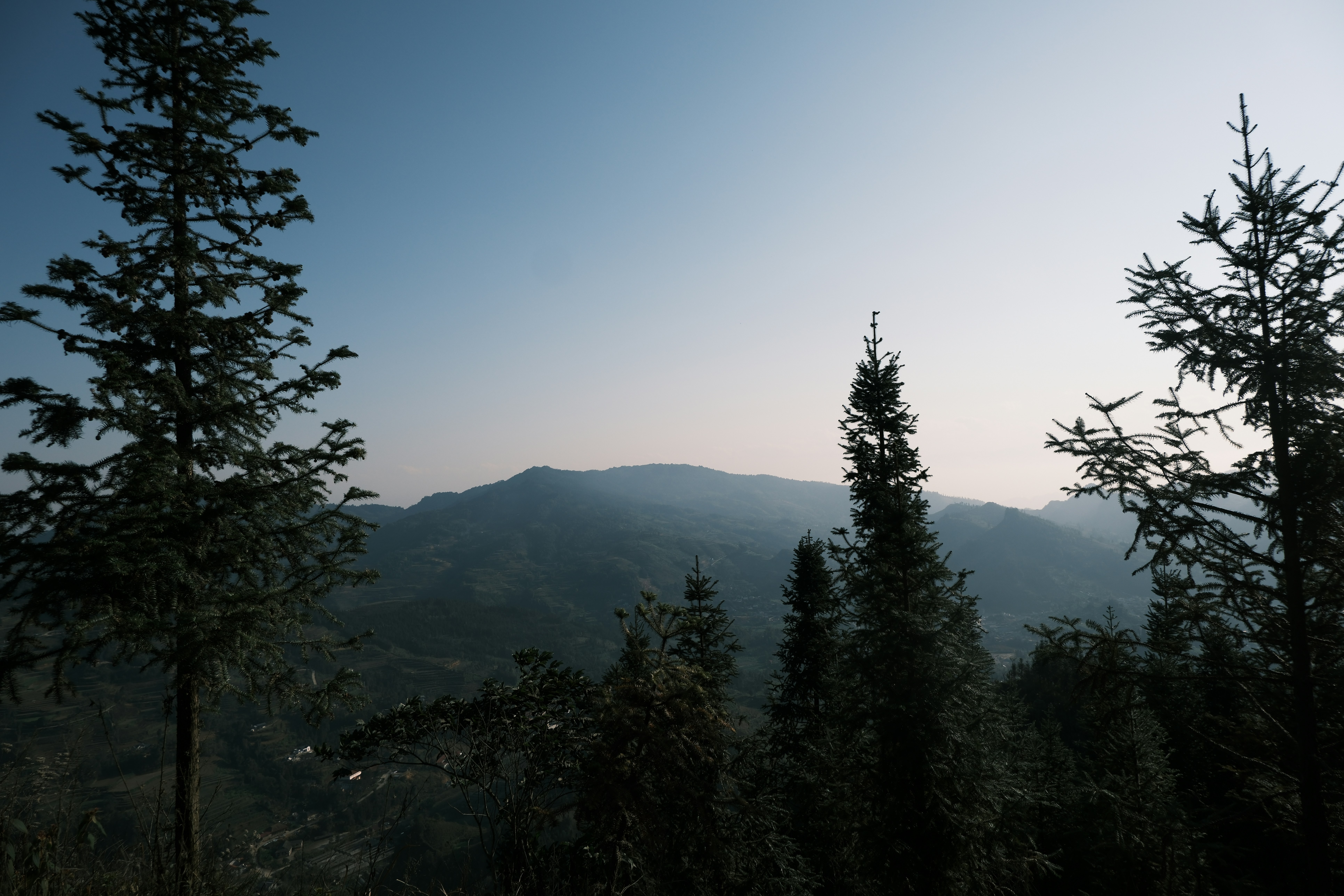 Misty Ridge: Pines Framing a Quiet Horizon