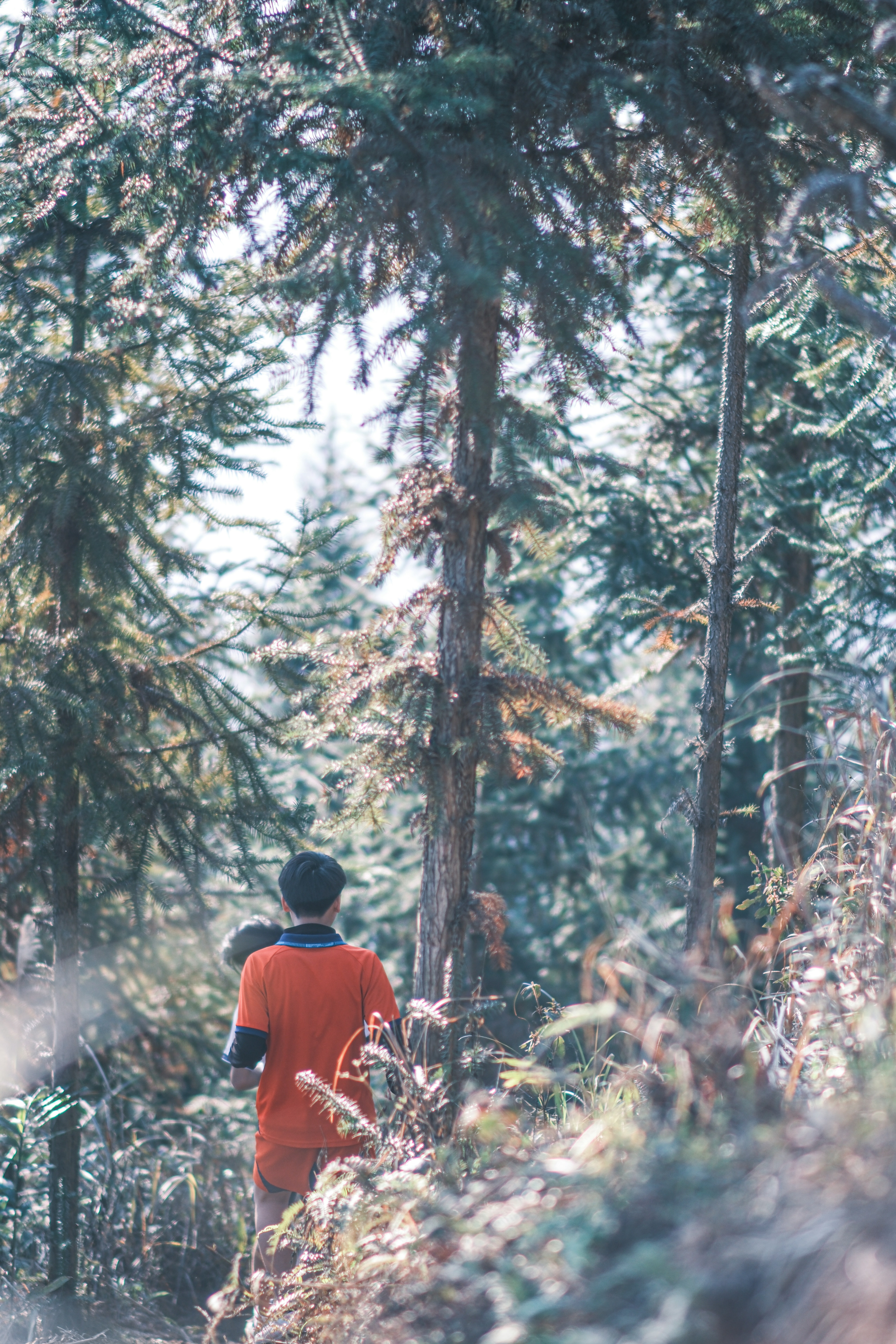 Onward into the Pines: A Boy in Orange amid Forest Shadows