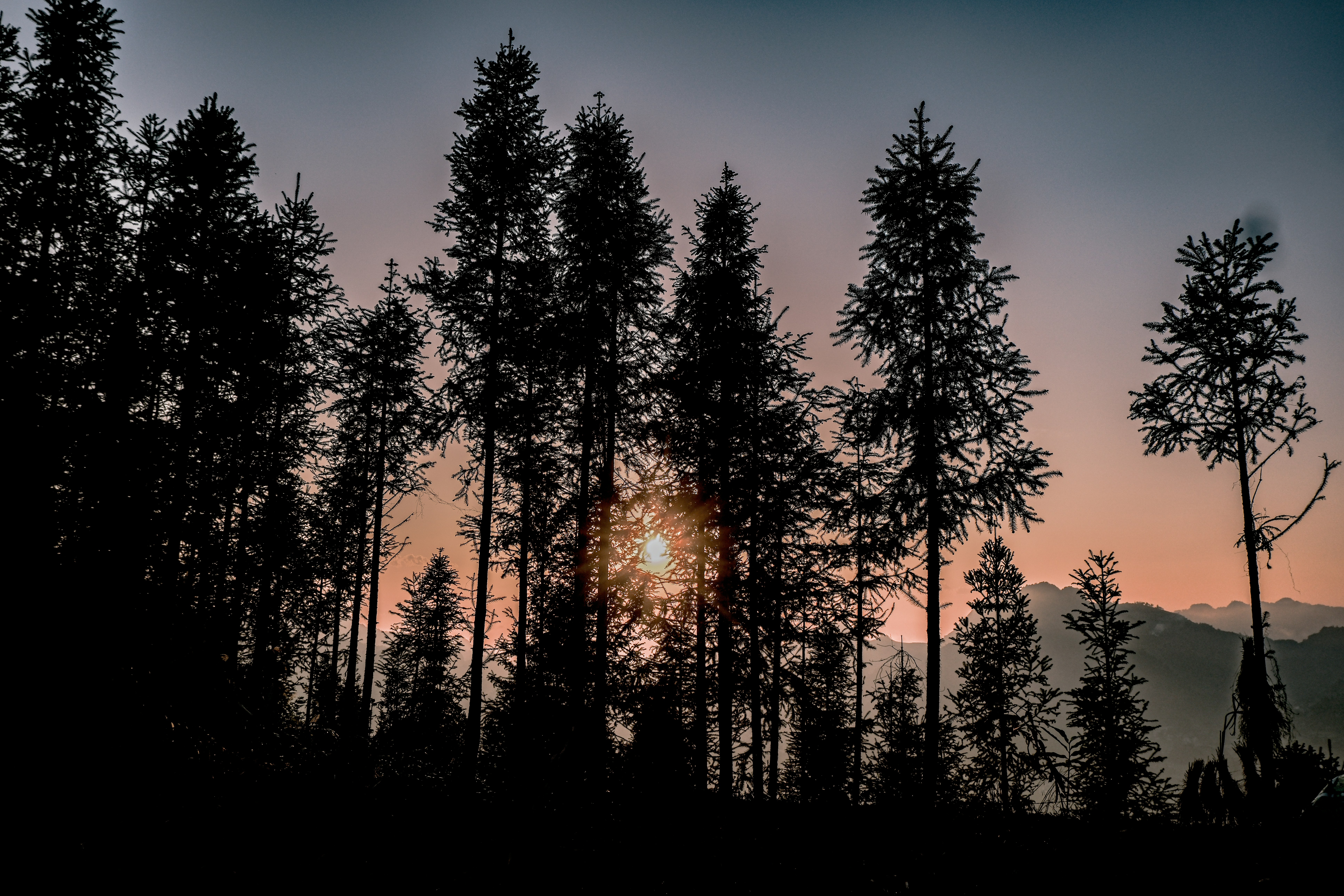 Sunlit silhouettes: pines framing a soft alpine glow
