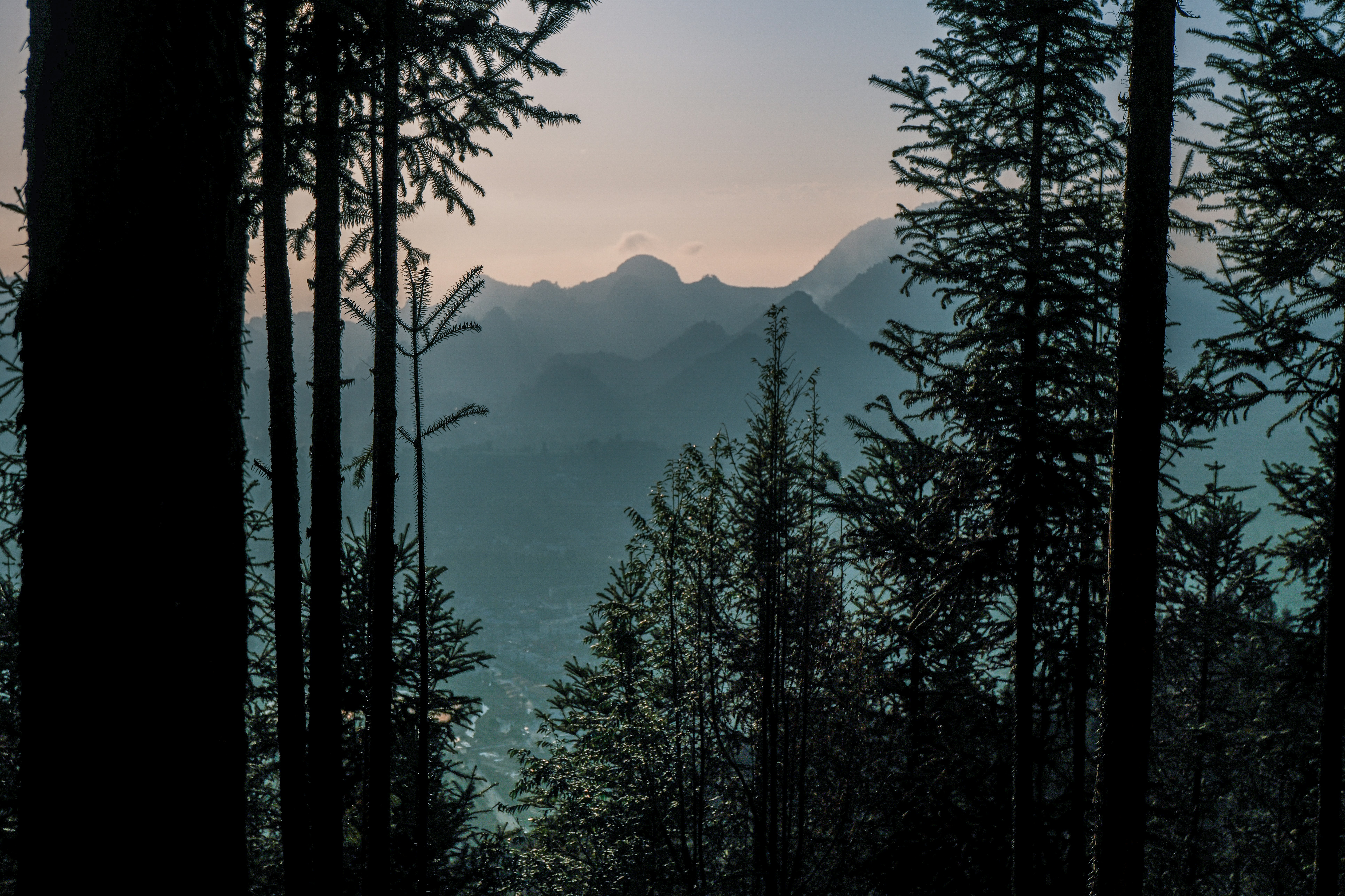 Sunlit Ridge Through Dusk-Blue Pines