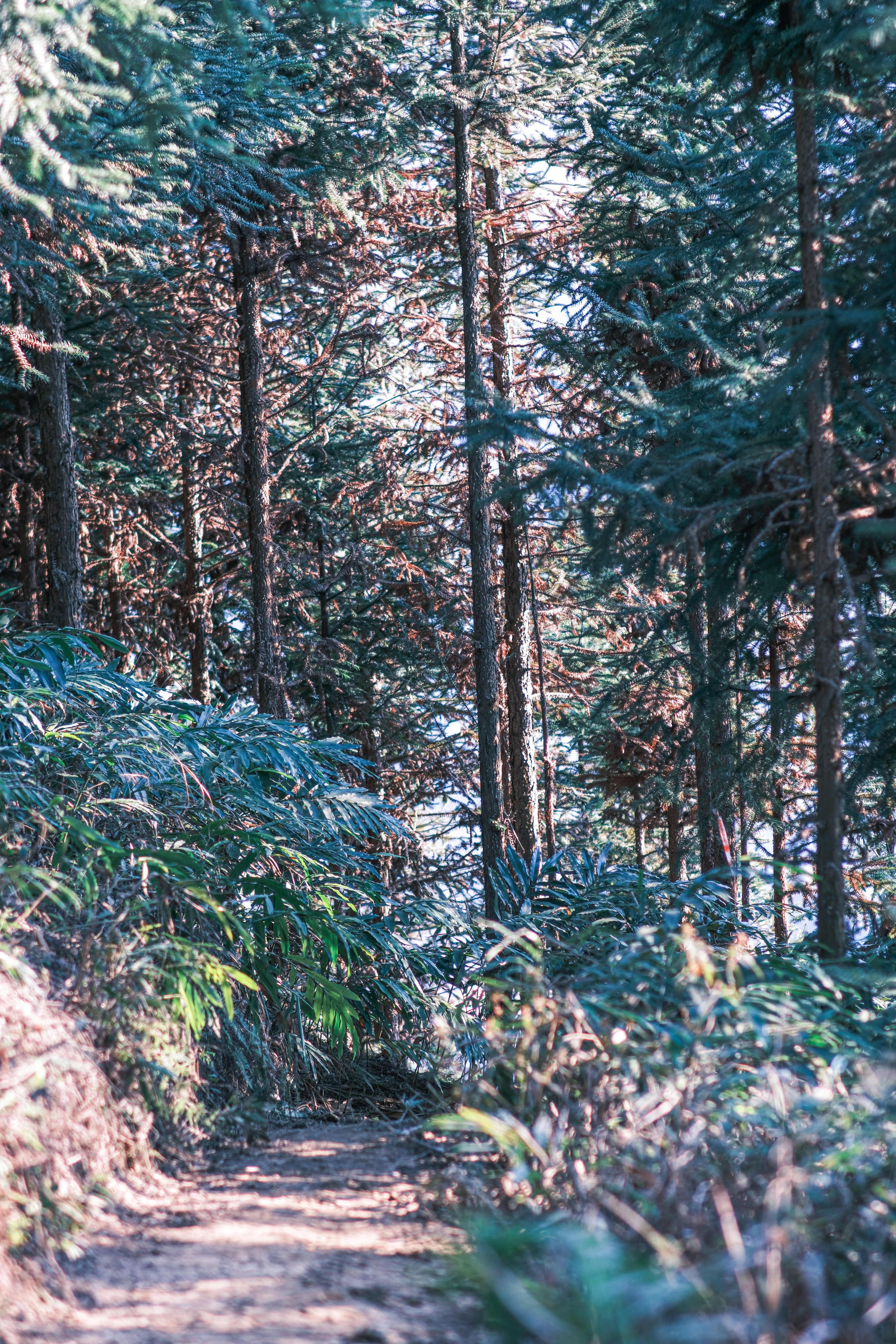 Trail Through the Quiet Pines