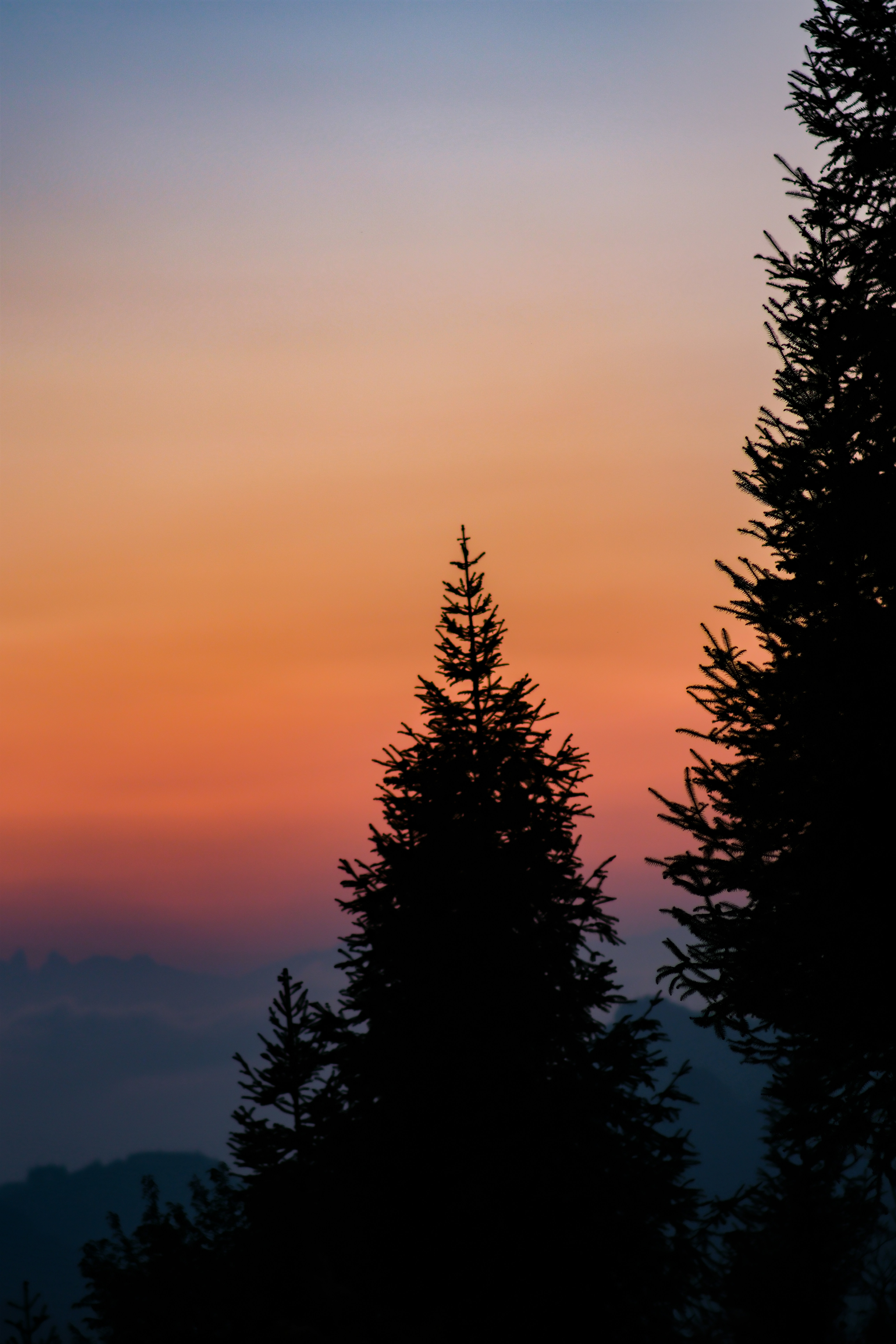 Silent Pines at Dusk: A Silhouette Against a Velvet Horizon