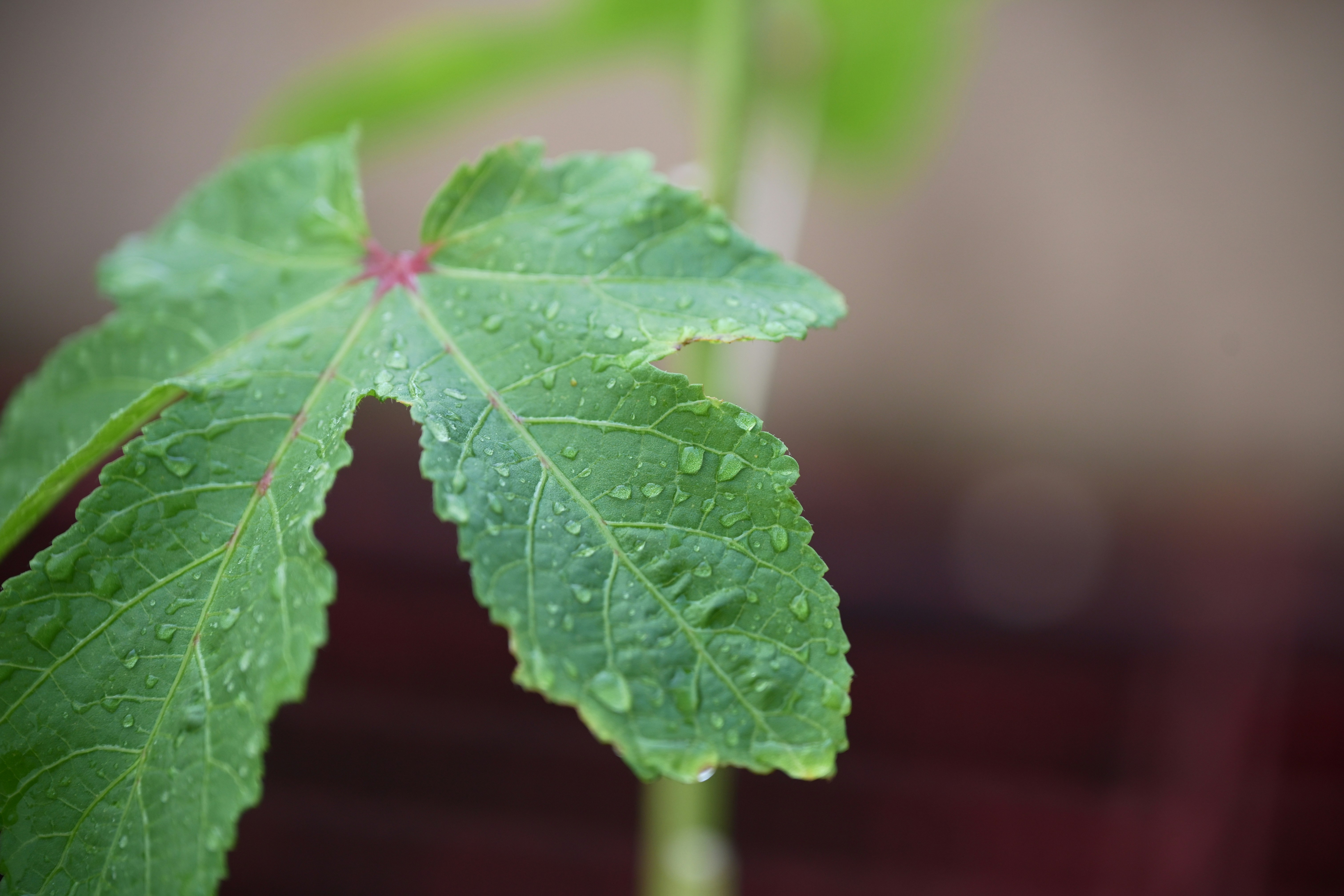 Dew-kissed leaf spotlight on the edge of a serrated blade