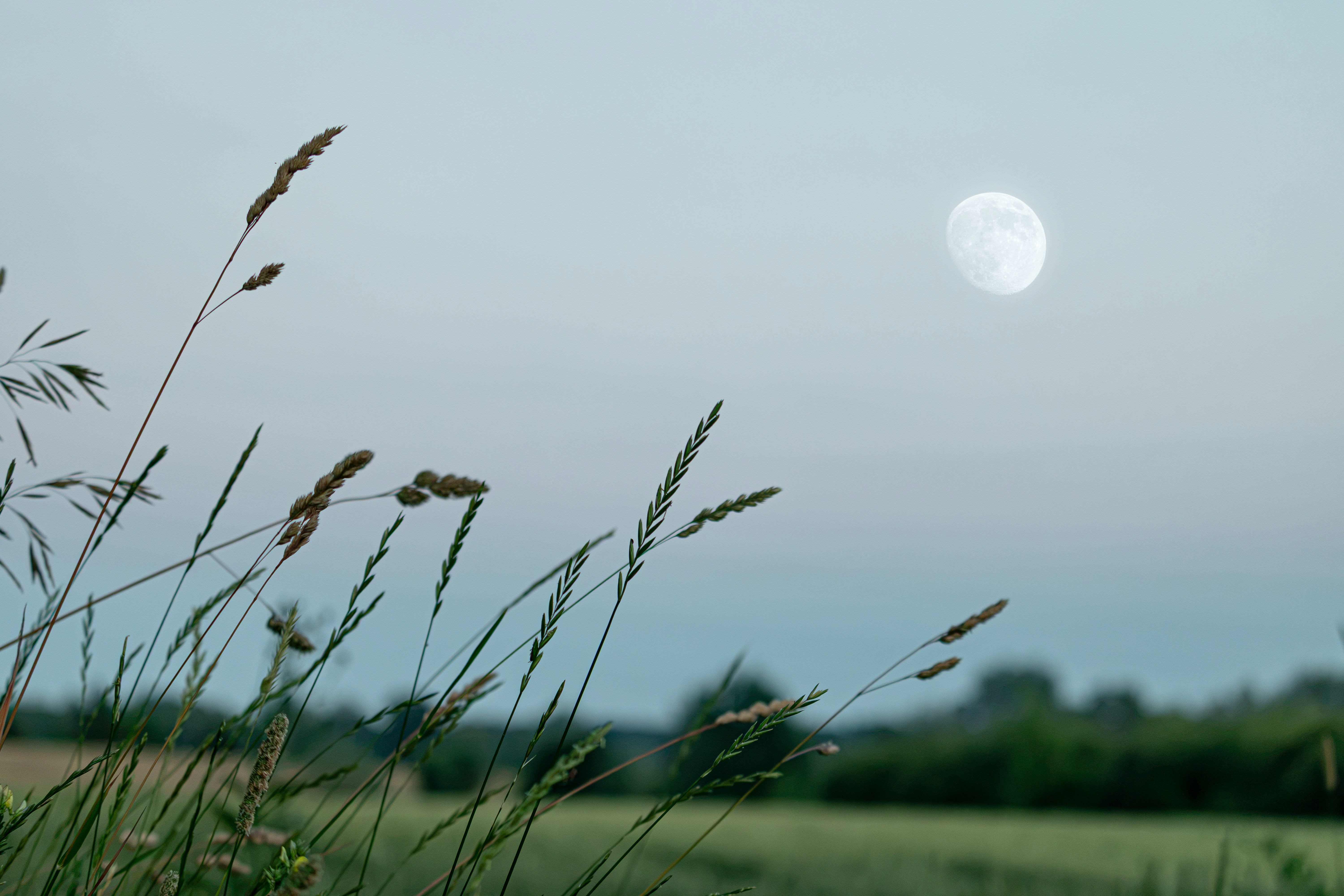 Moonrise Over Grass: Quiet Horizon