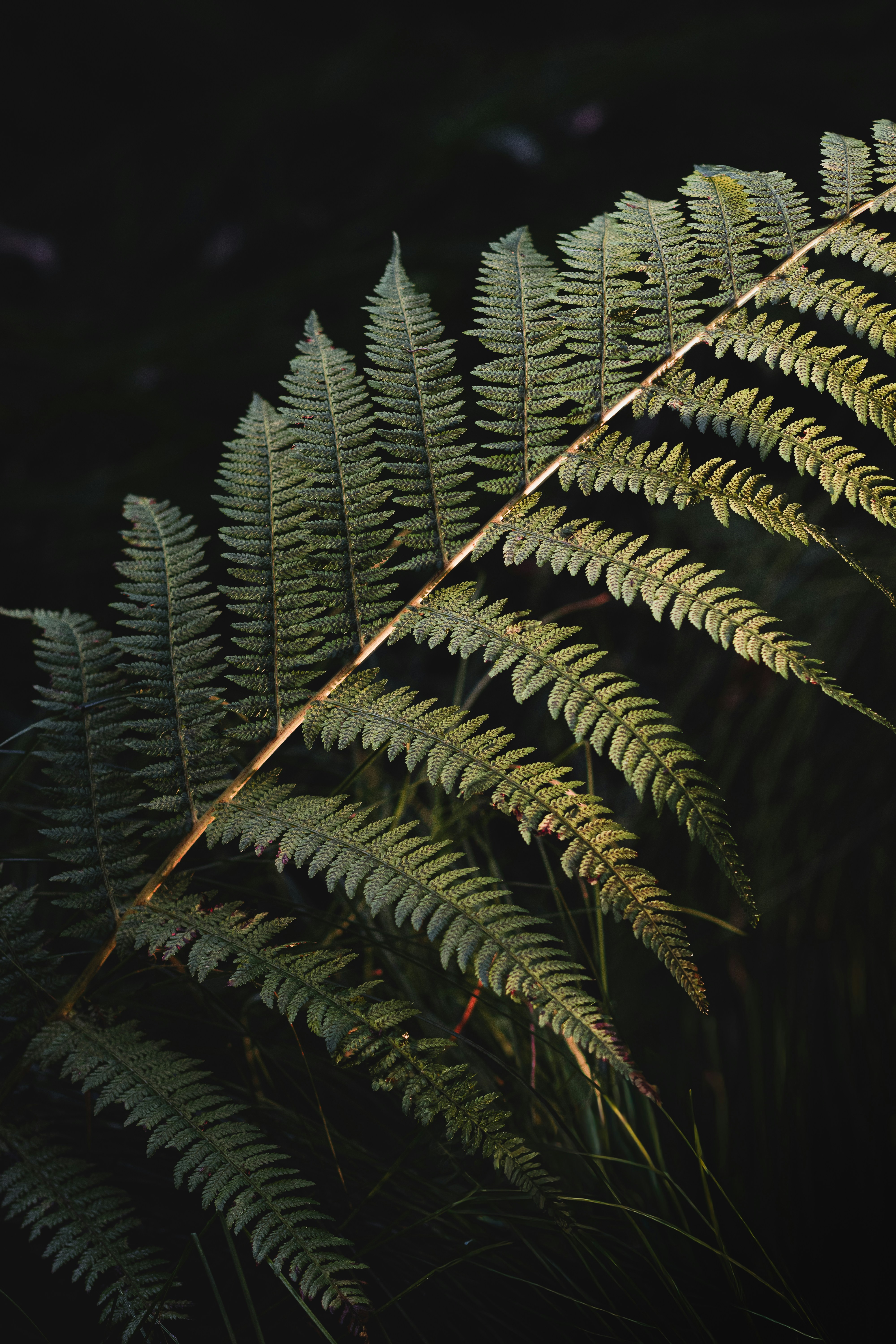 Sunlit fern fronds arc diagonally across a dark forest floor, highlighting textures and delicate leaflets. The image emphasizes natural detail and quiet contrast in a shaded environment.
