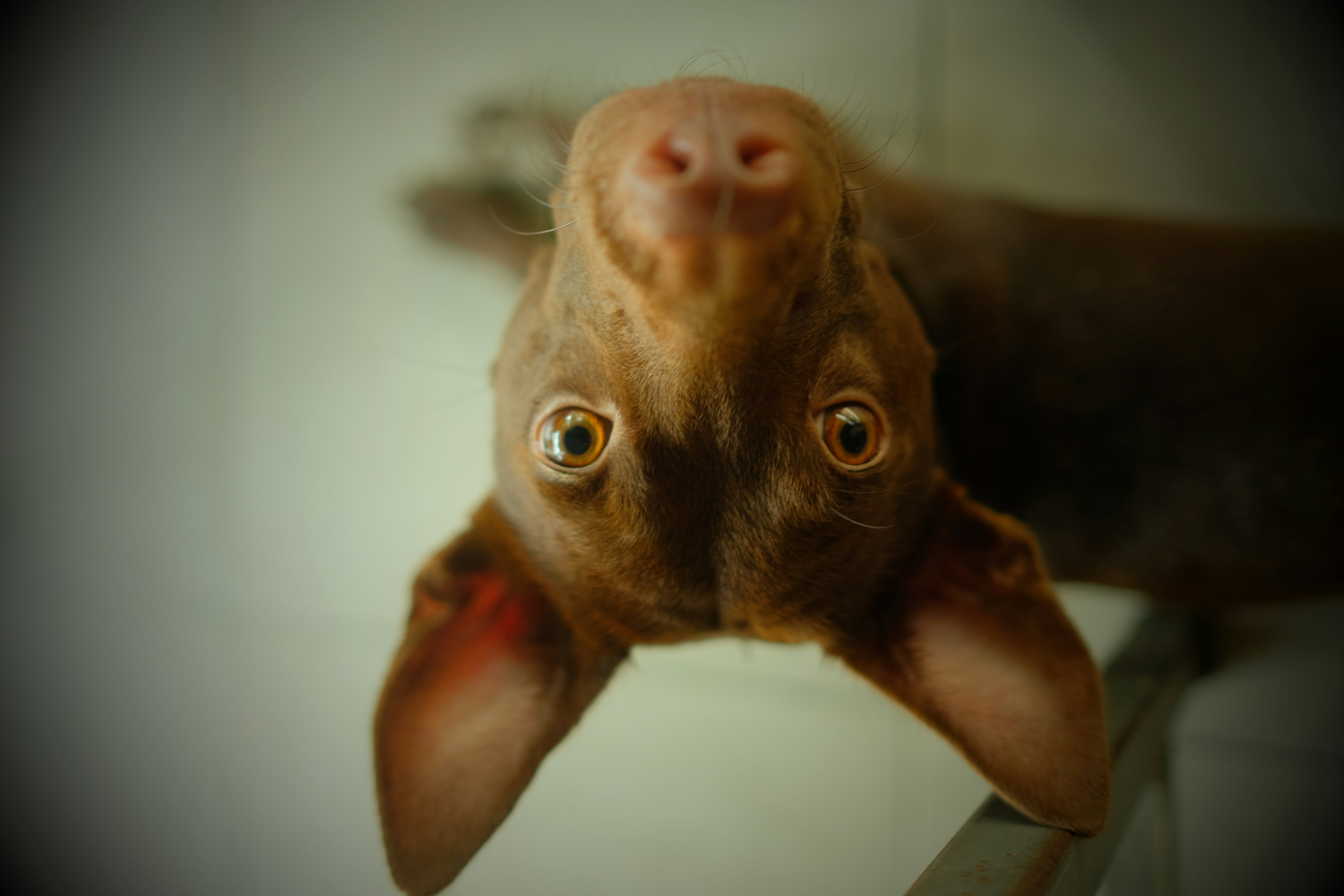 Curious Upside-Down Glance: A Pup’s Wide-Eyed Moment