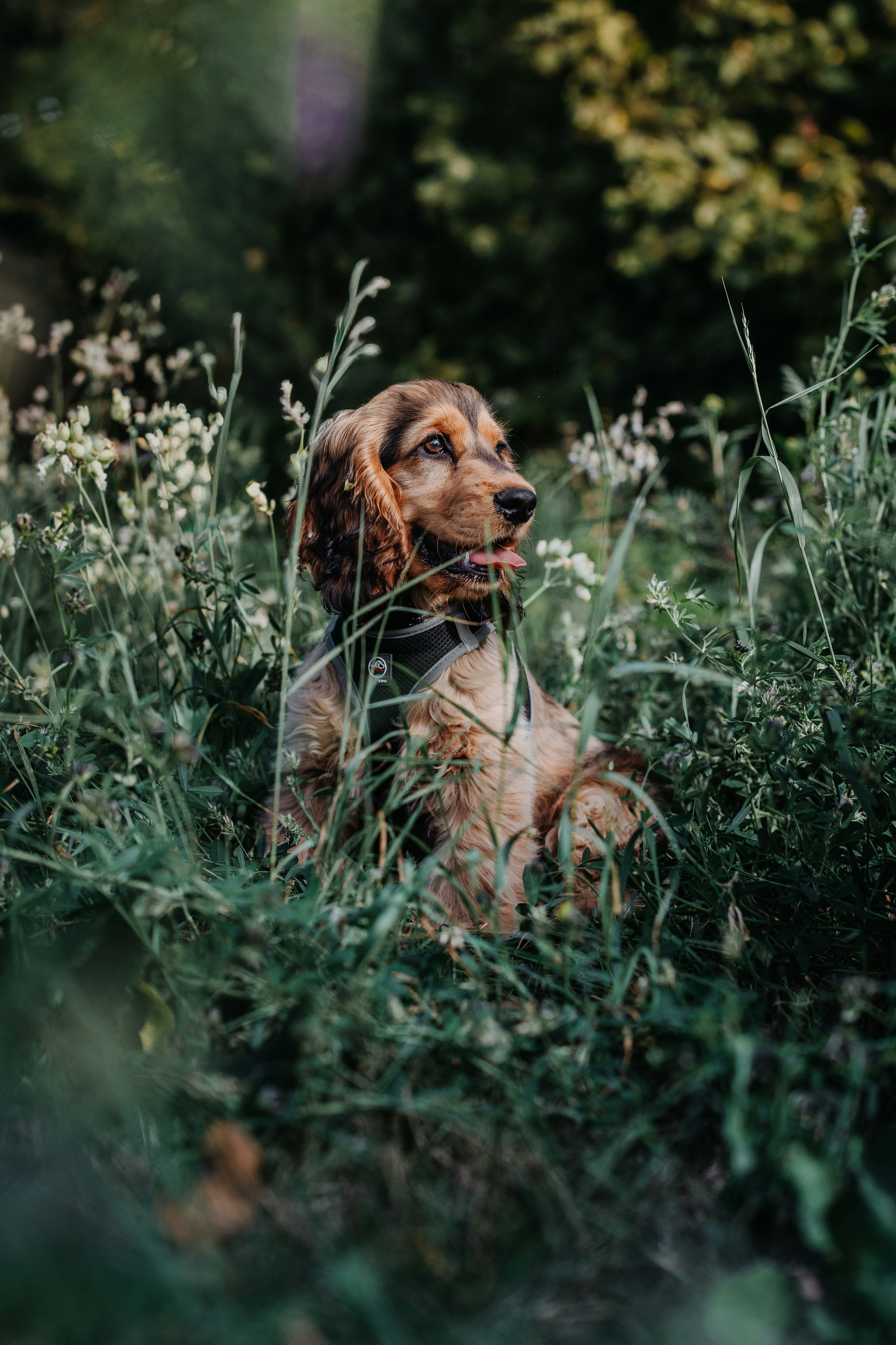 Golden retriever sits among tall wildflowers with a soft, natural background; a calm outdoor portrait emphasizing the dog's expression and surroundings.