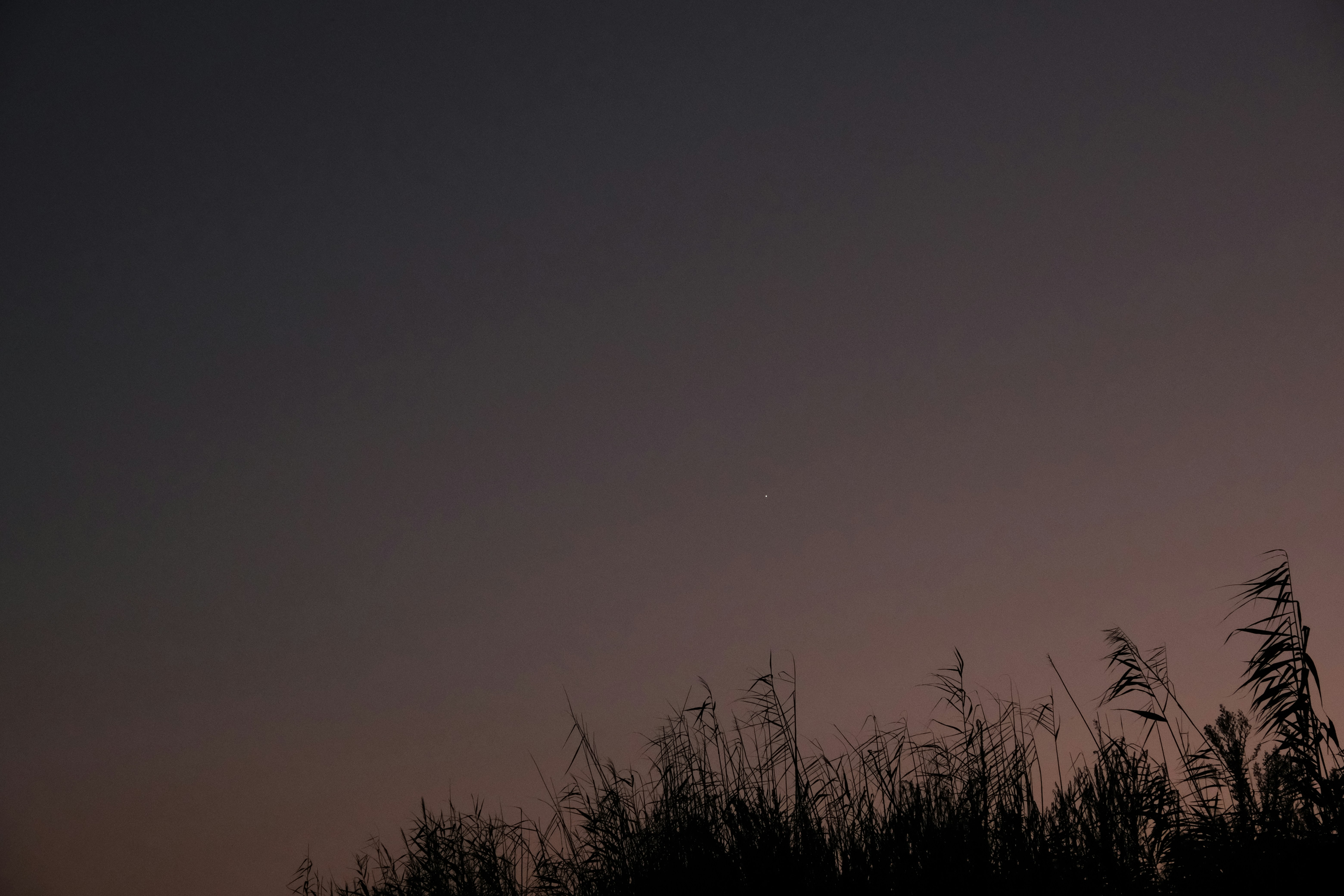 Evening sky fades to deep blue with a soft gradient; dark grasses silhouette the lower frame, adding a calm, minimalist horizon composition.