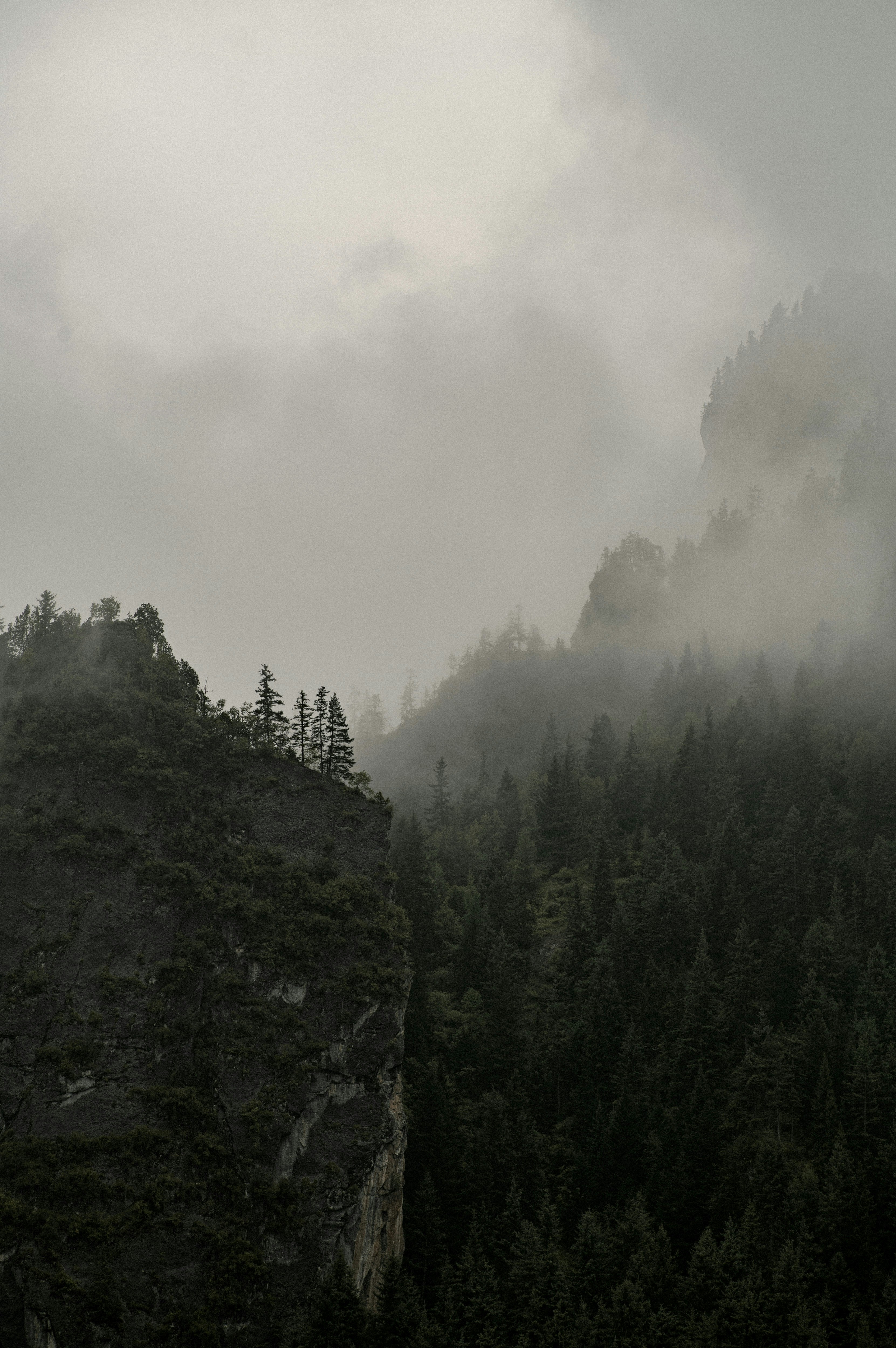 Mist Cliffs: Pines Surging Through the Veil