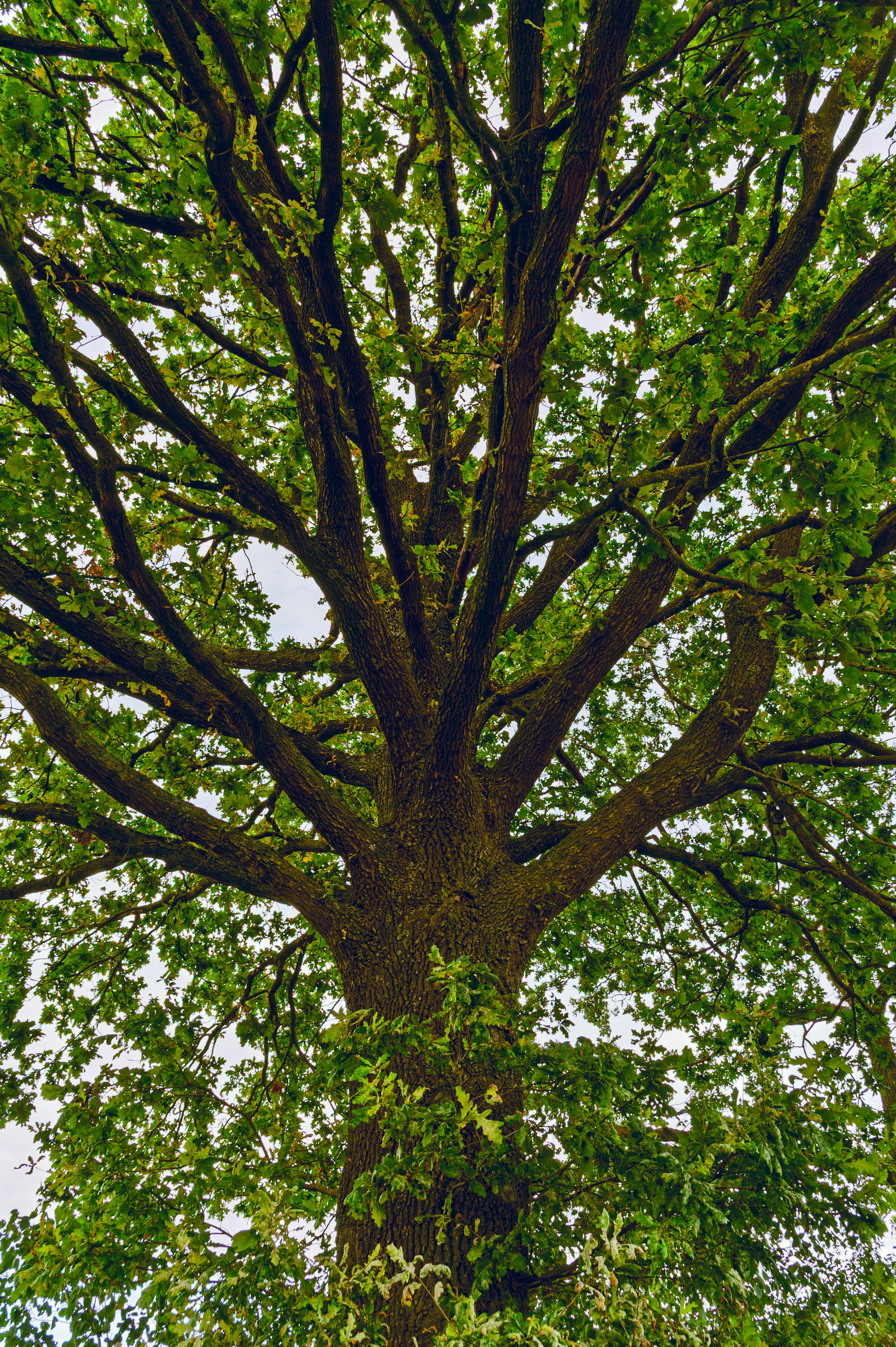 Tree Lifeline: A Crown of Branches Reaching Toward the Sky