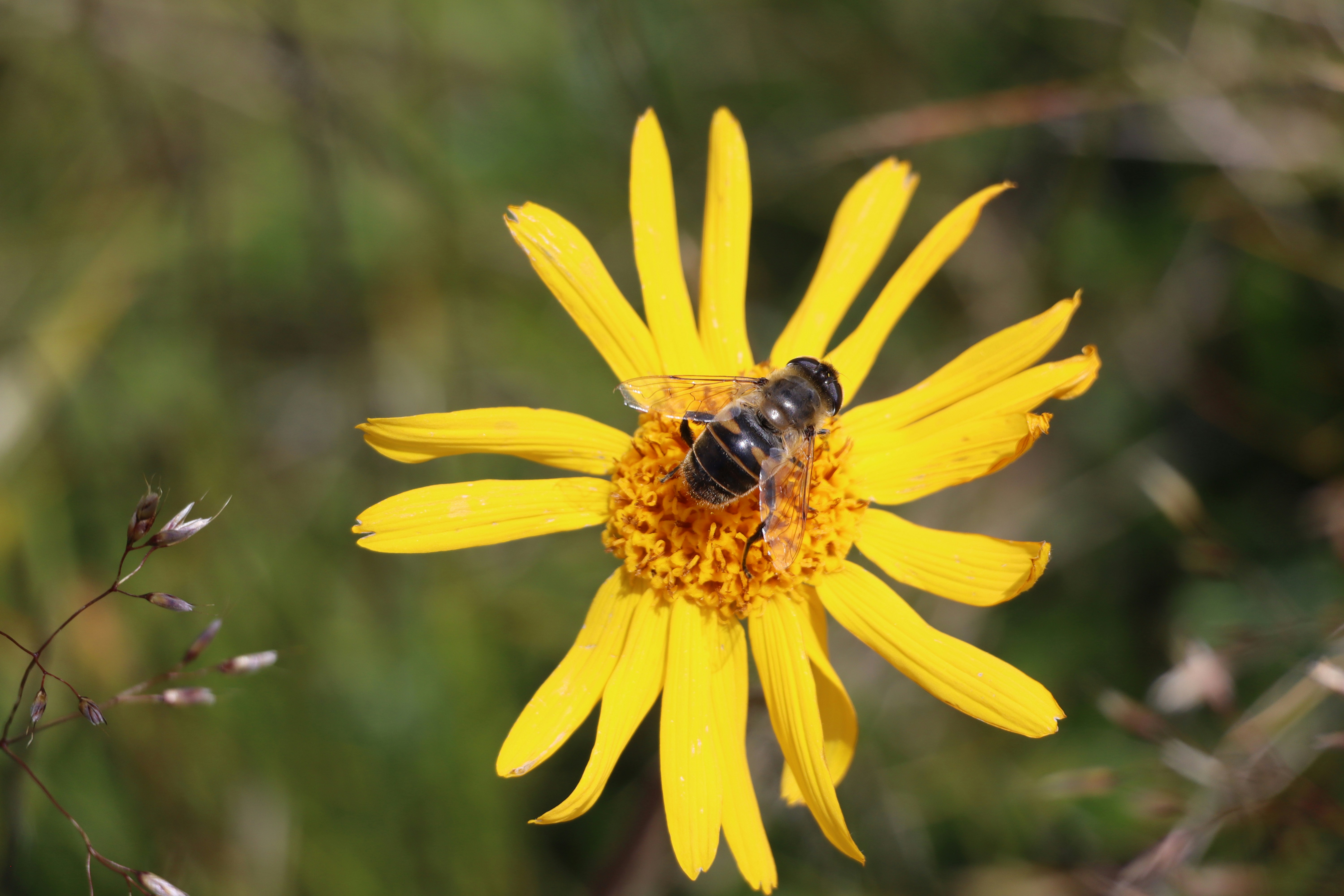 Close-up of a vivid yellow flower with a bee centered on the bloom, set against a blurred natural background.