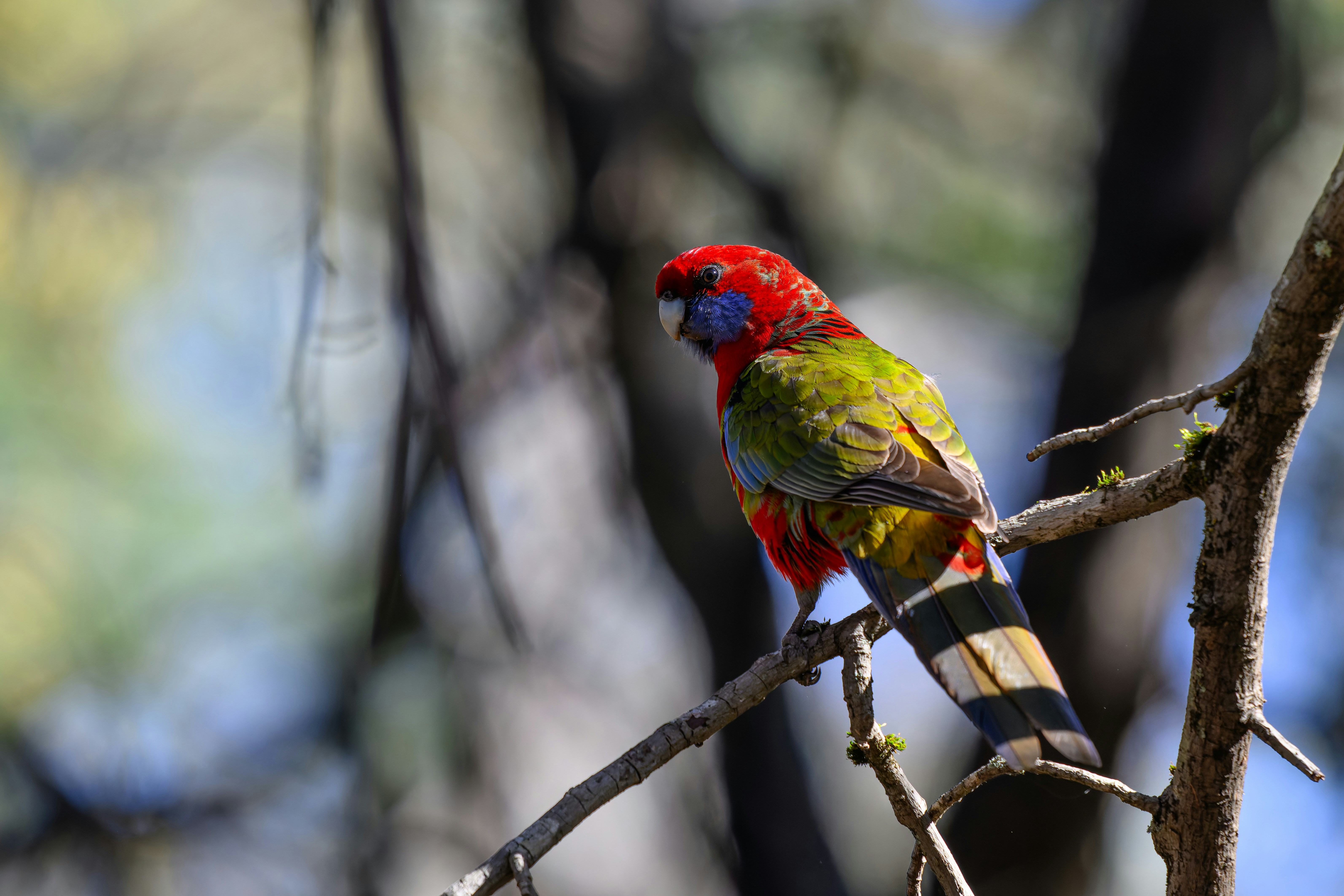 Vivid Crimson Lorikeet on a Sunlit Branch