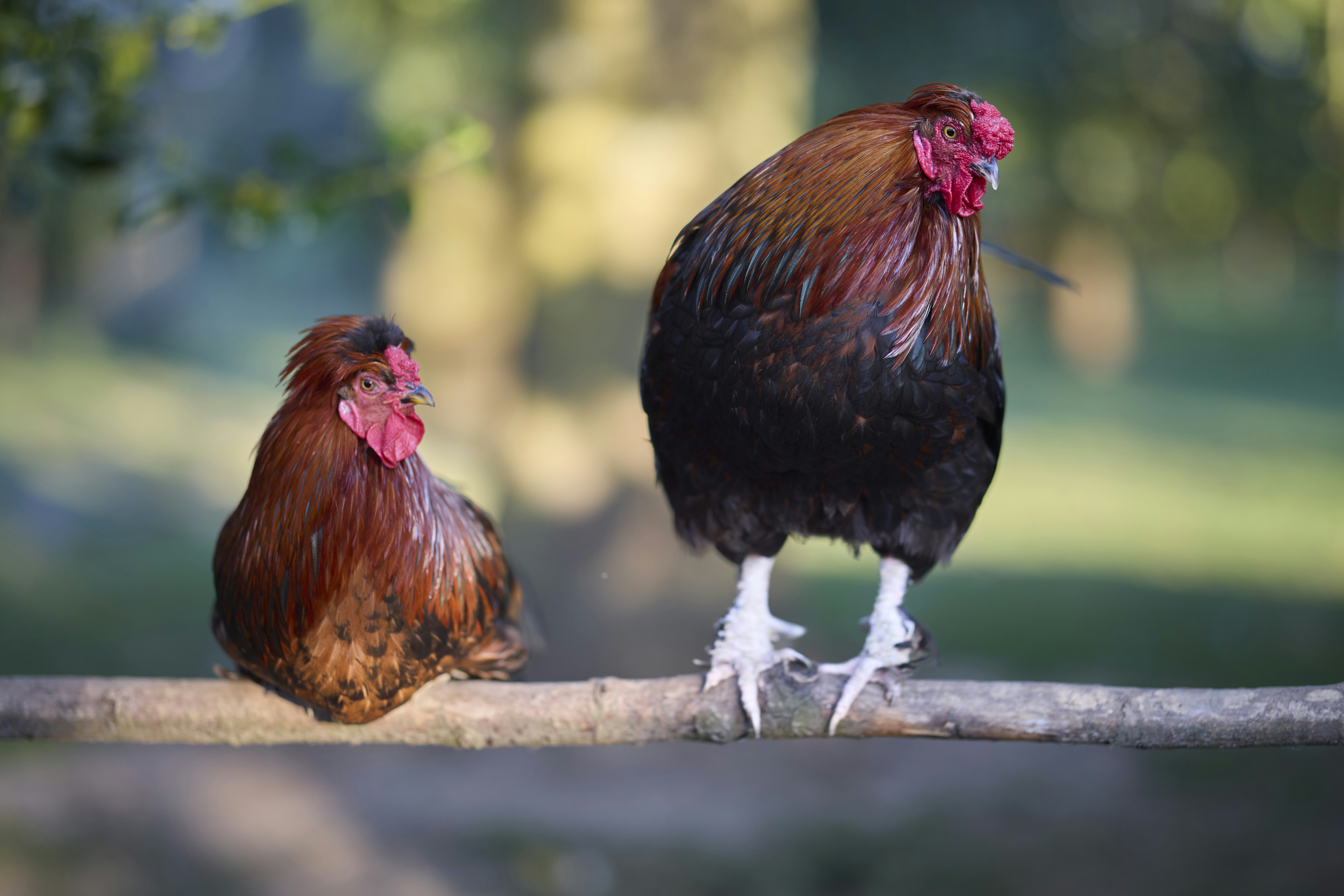 Two Roosters on a Weathered Branch Bathed in Soft Sunlight