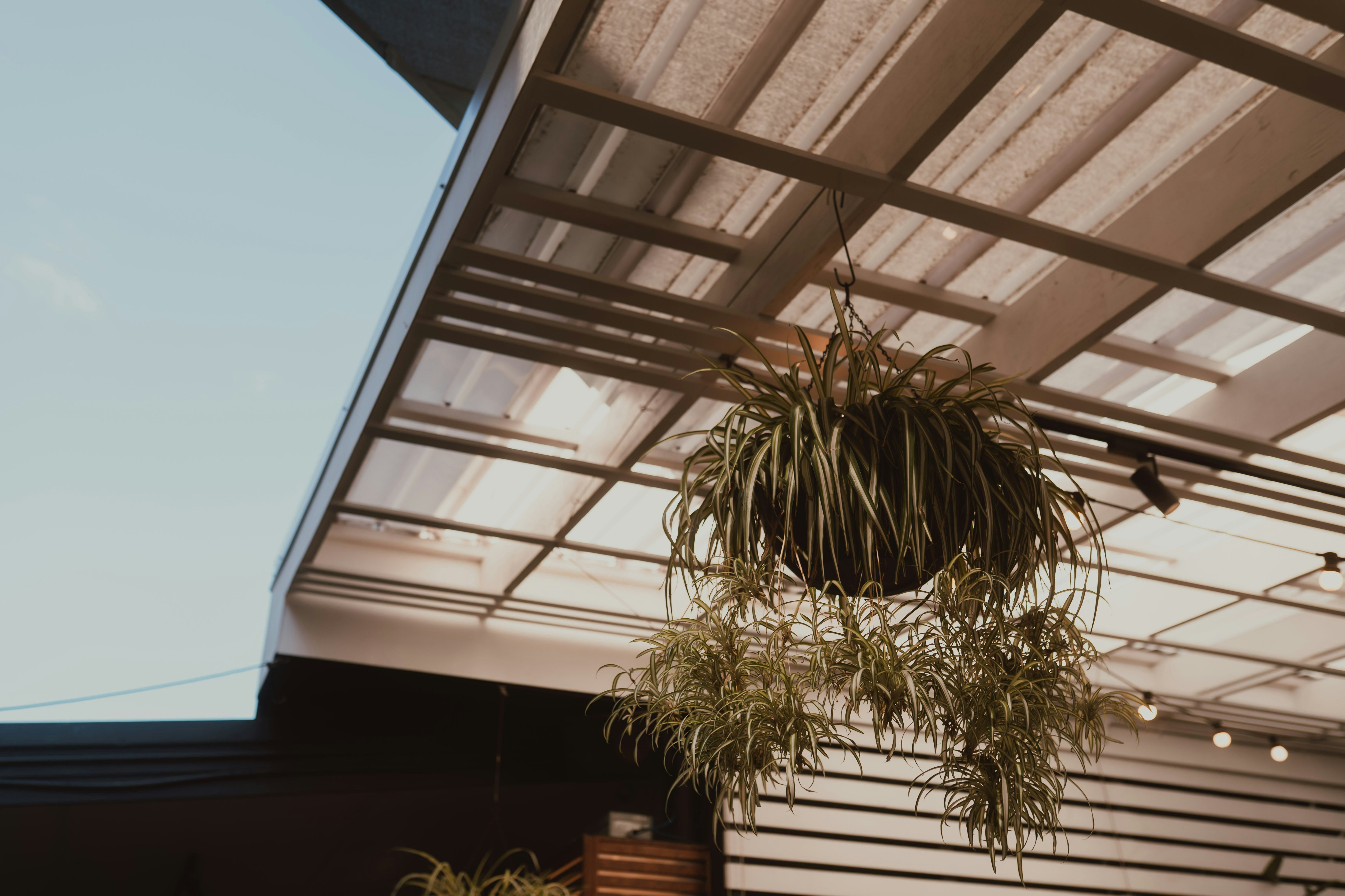 Hanging Ferns Under a Modern Pergola