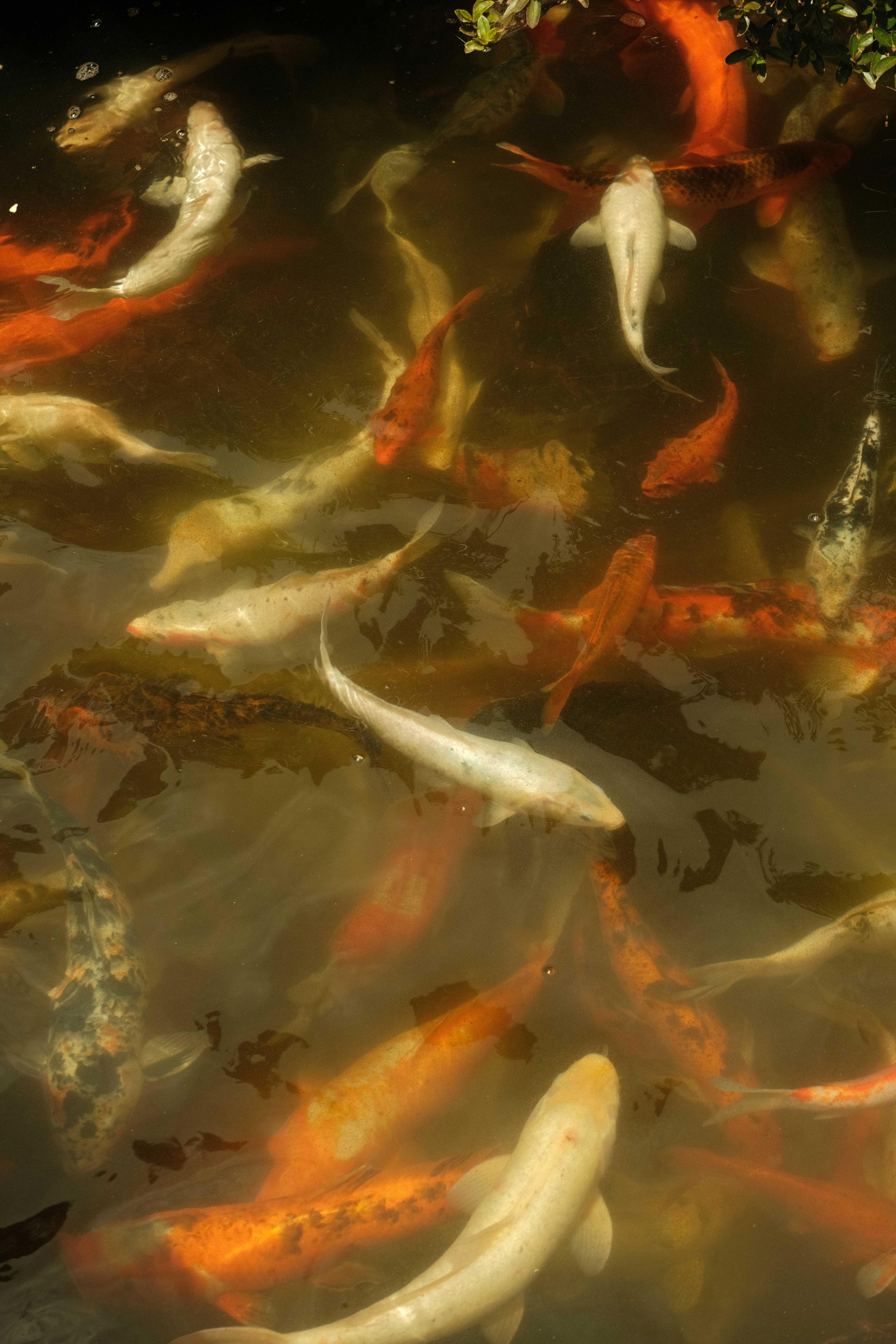 A School of Koi: Dappled Gold and Pearl in a Fluid Rainbow