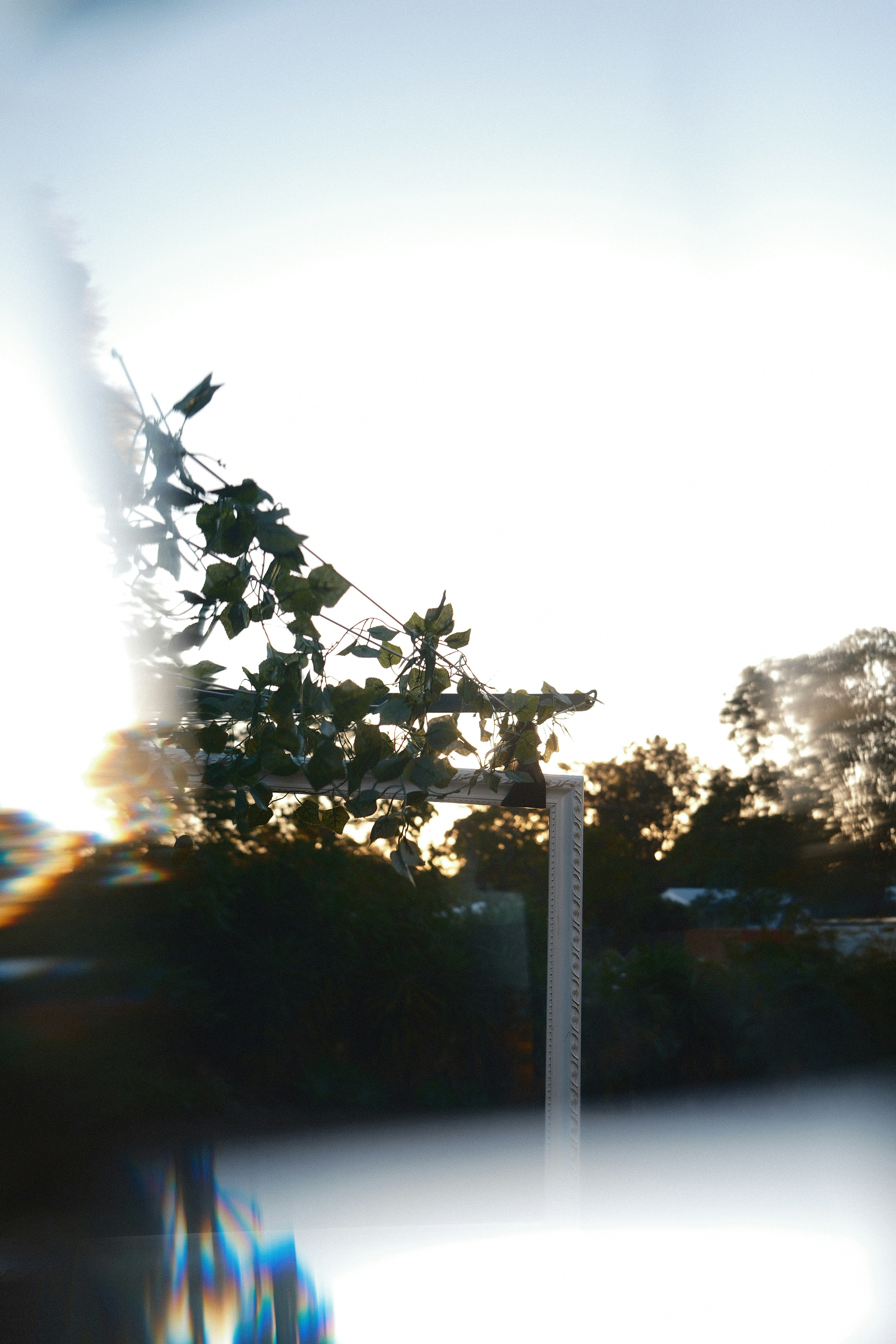 Sun-Kissed Vine Frame with Soft Autofocus Vignette