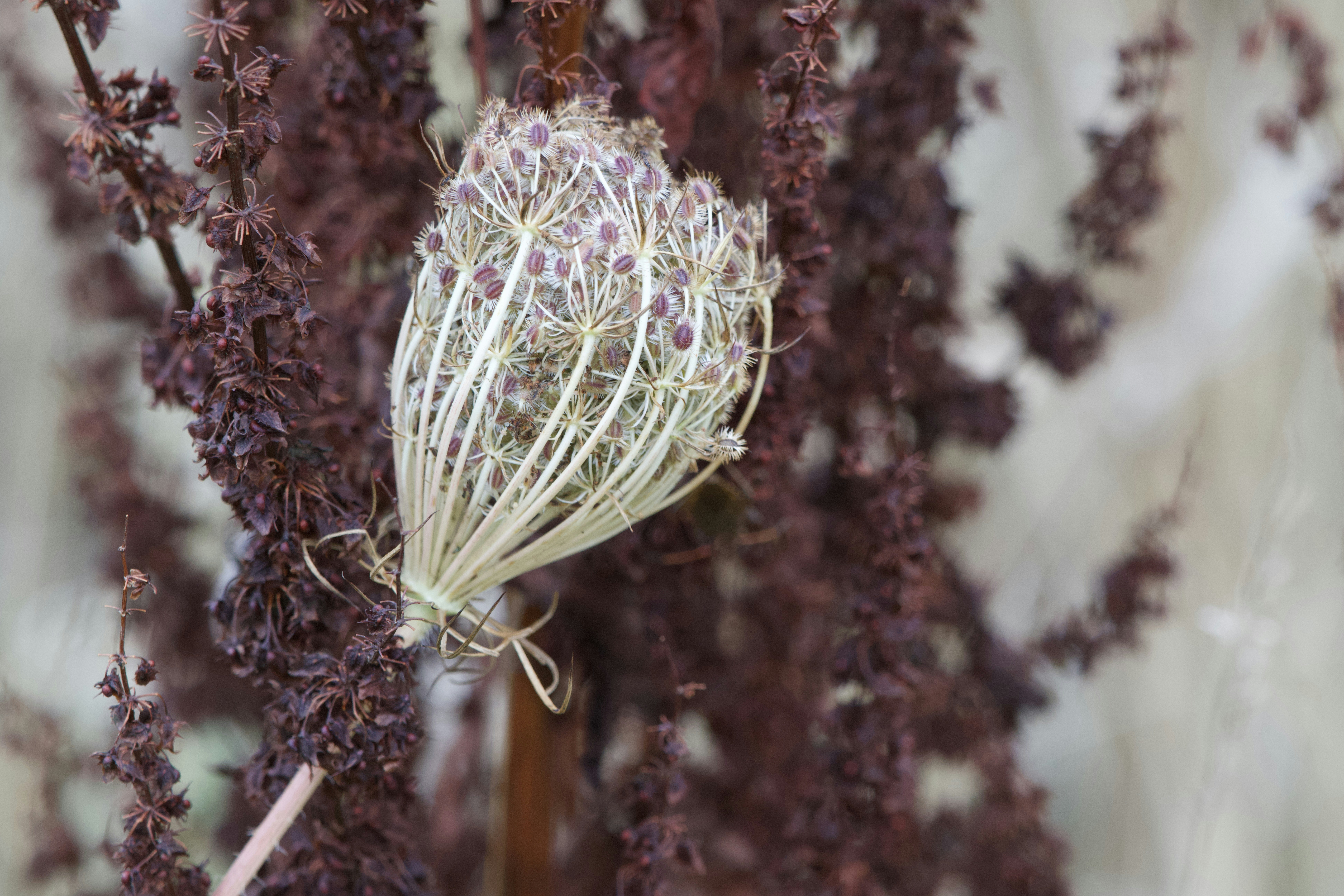The autumnal Dock in rusty brown took a shine to the St Anne's Lace and kept it close with an arm around it!