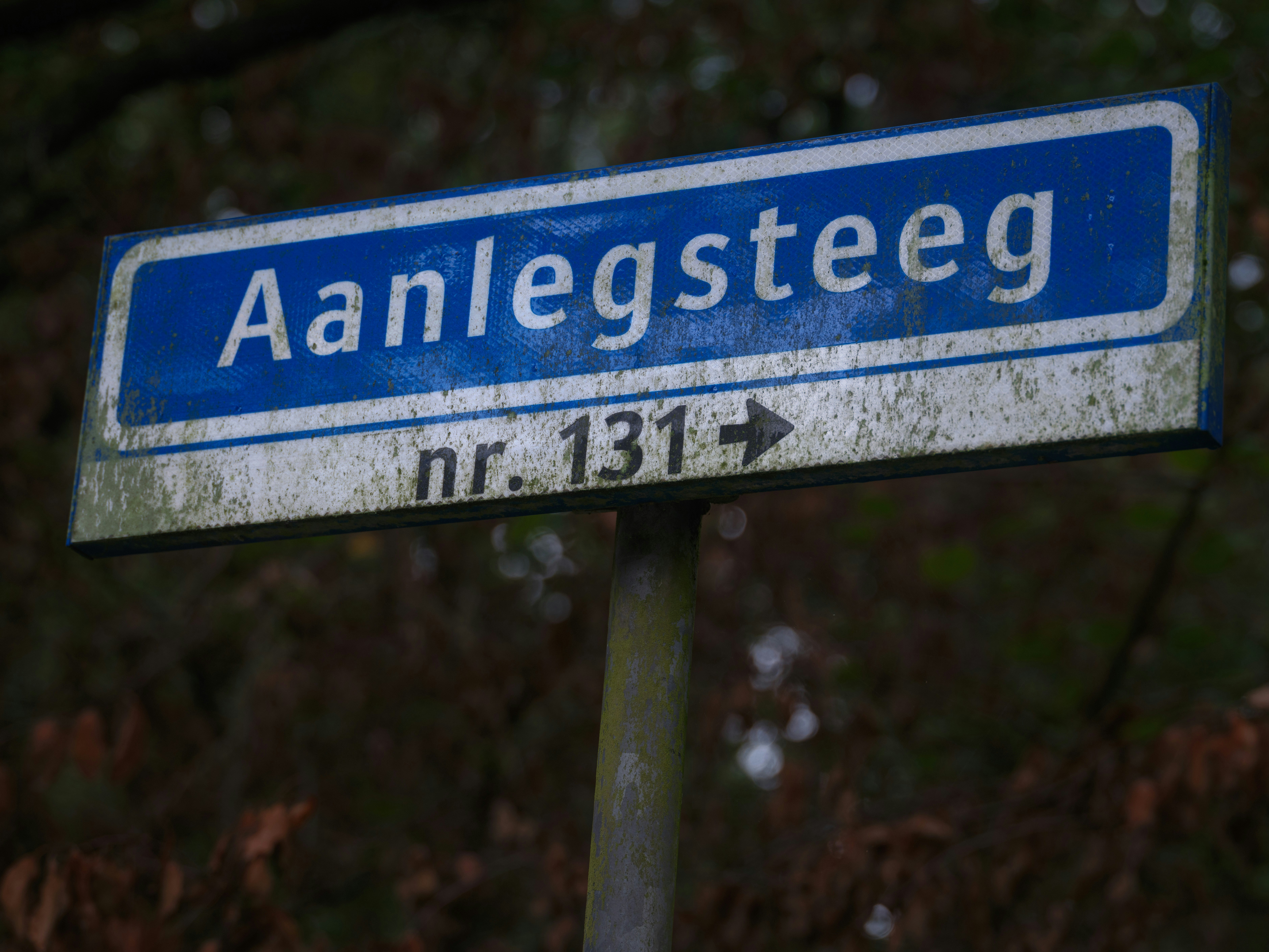 Blue Dutch Sign in a Mossy Forest