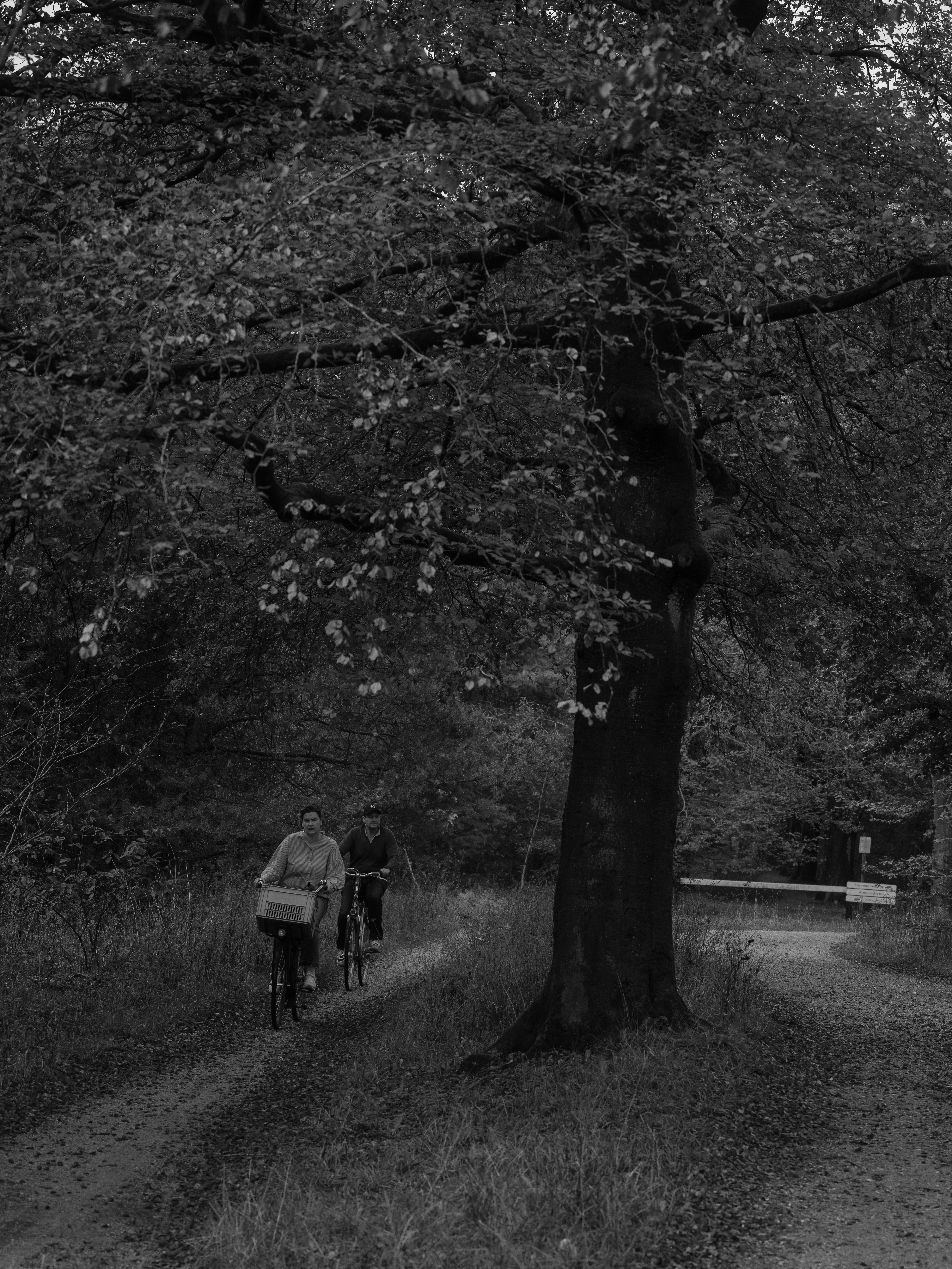 A Quiet Ride Beneath the Canopy