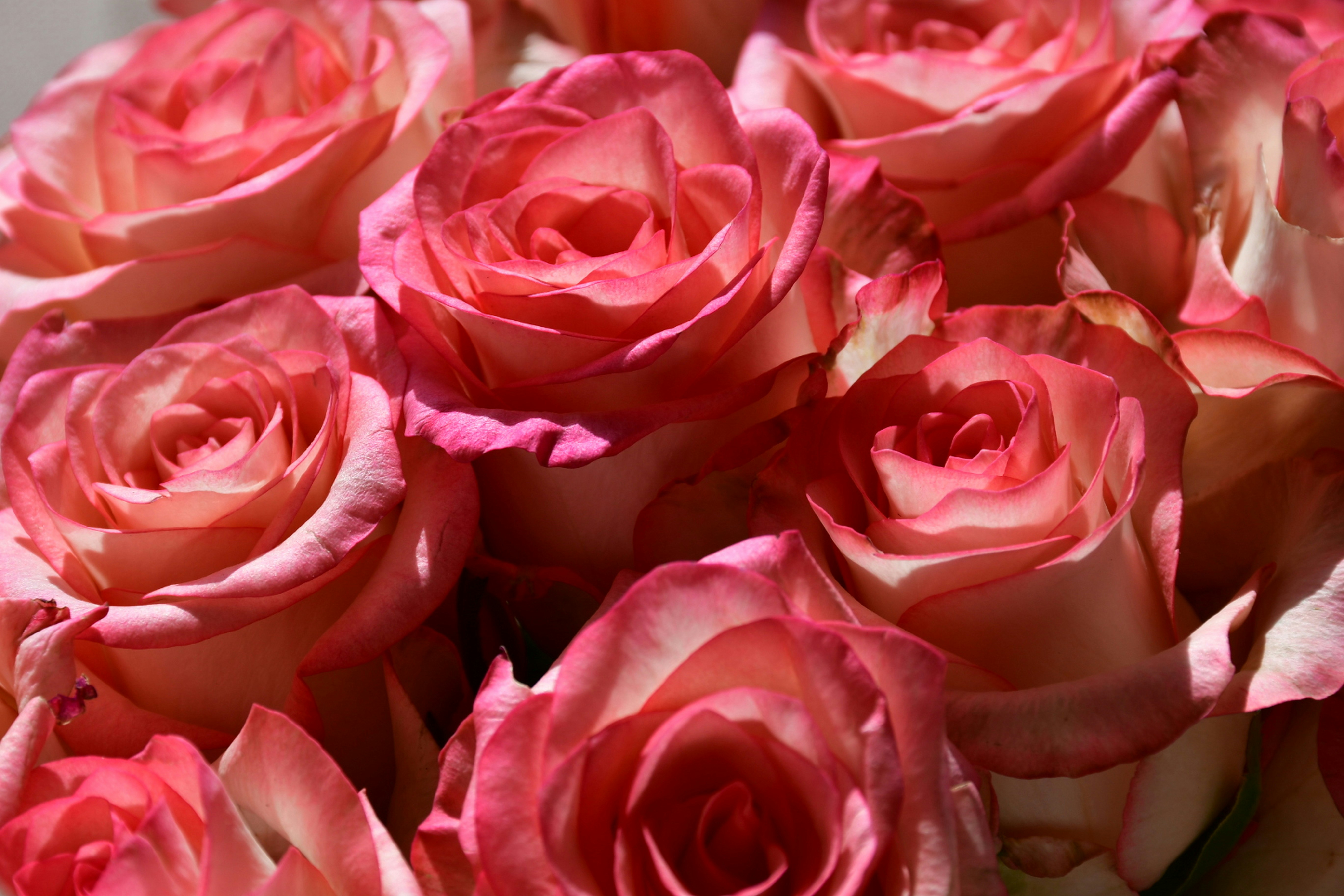 Blooming Convergence: A Close-Aup Rose Mosaic