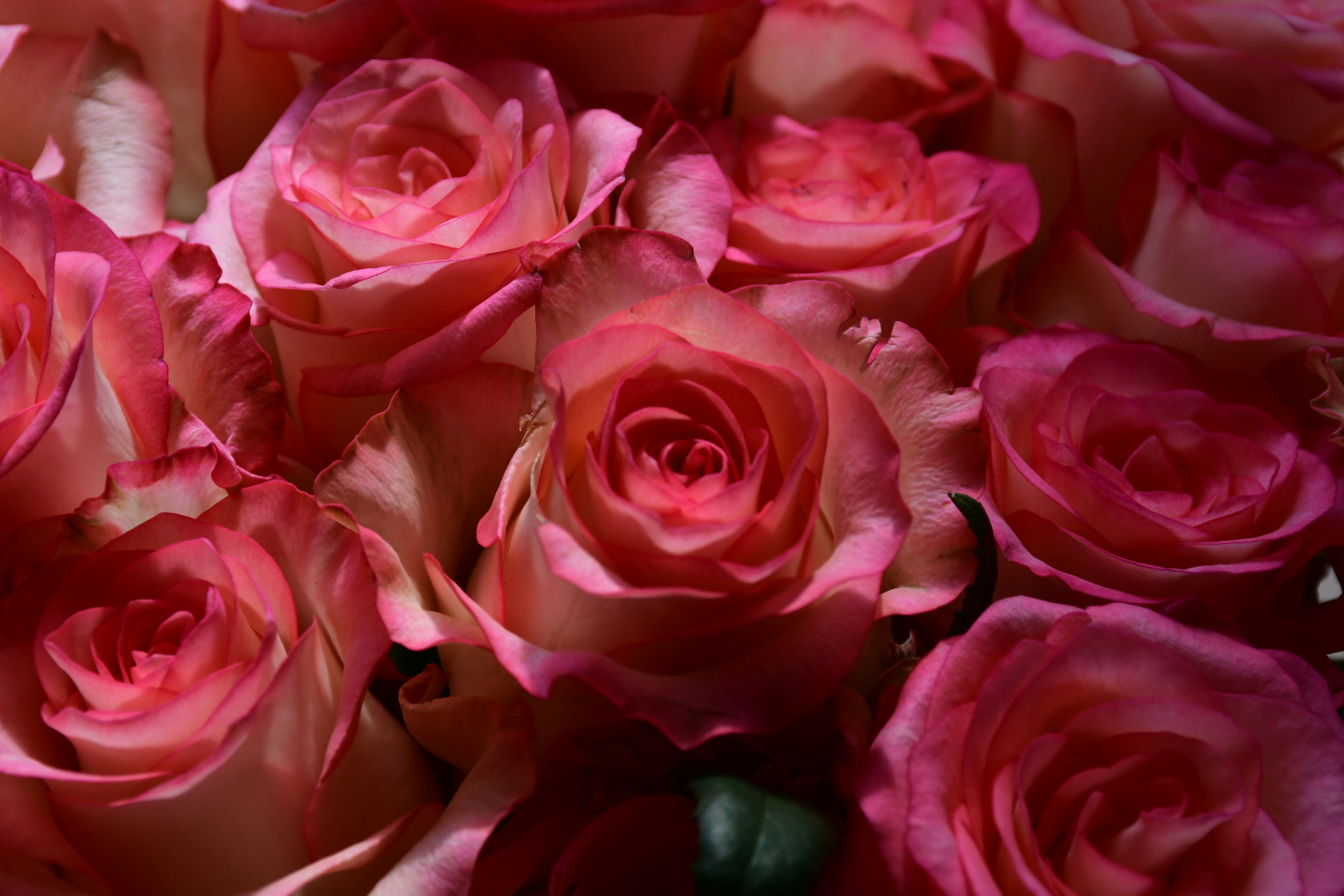 Petal Carousel: A Close-up of Blooming Pink Roses