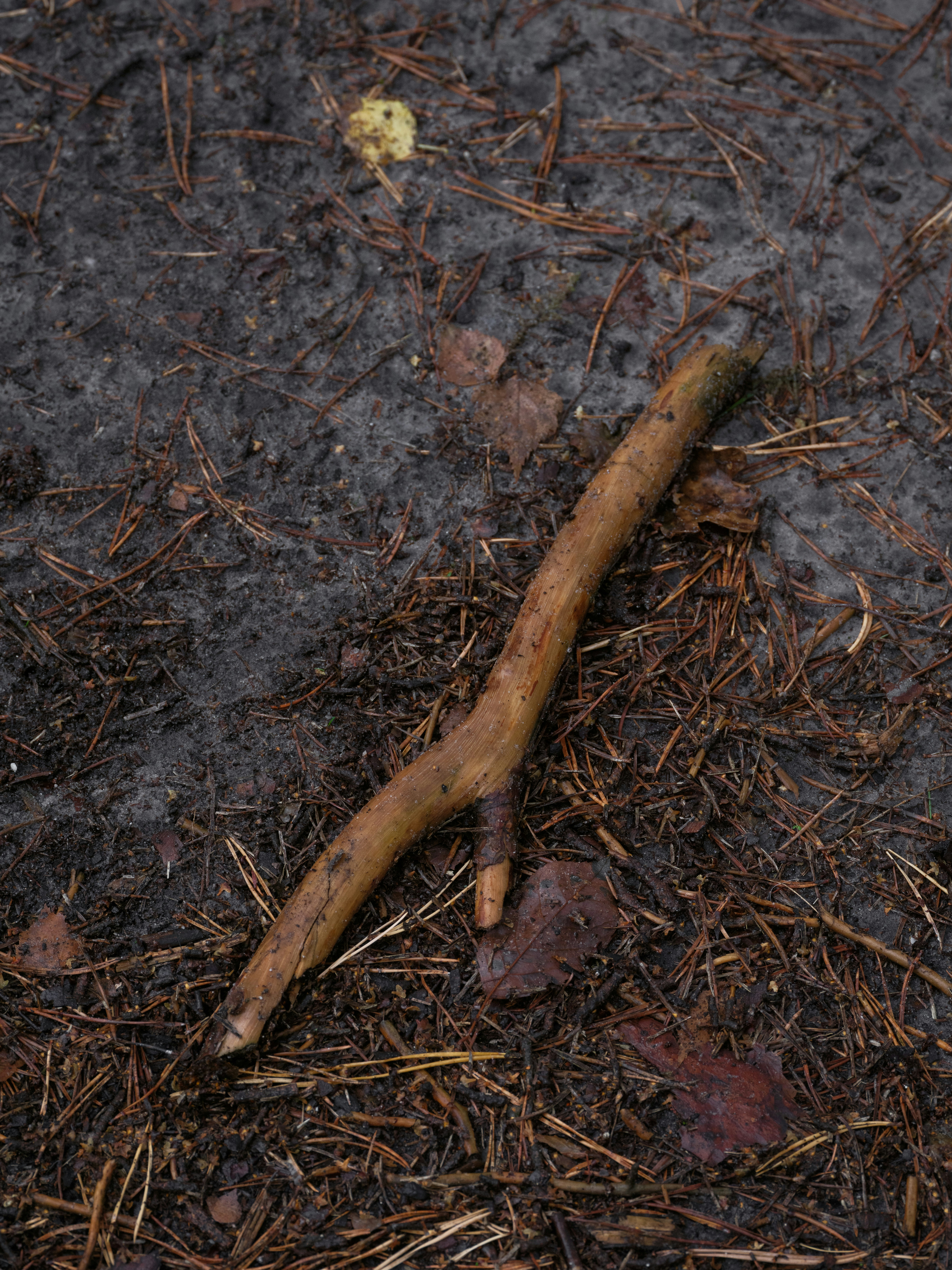 A Weathered Twig Traversing a Pine-Needle Forest Floor