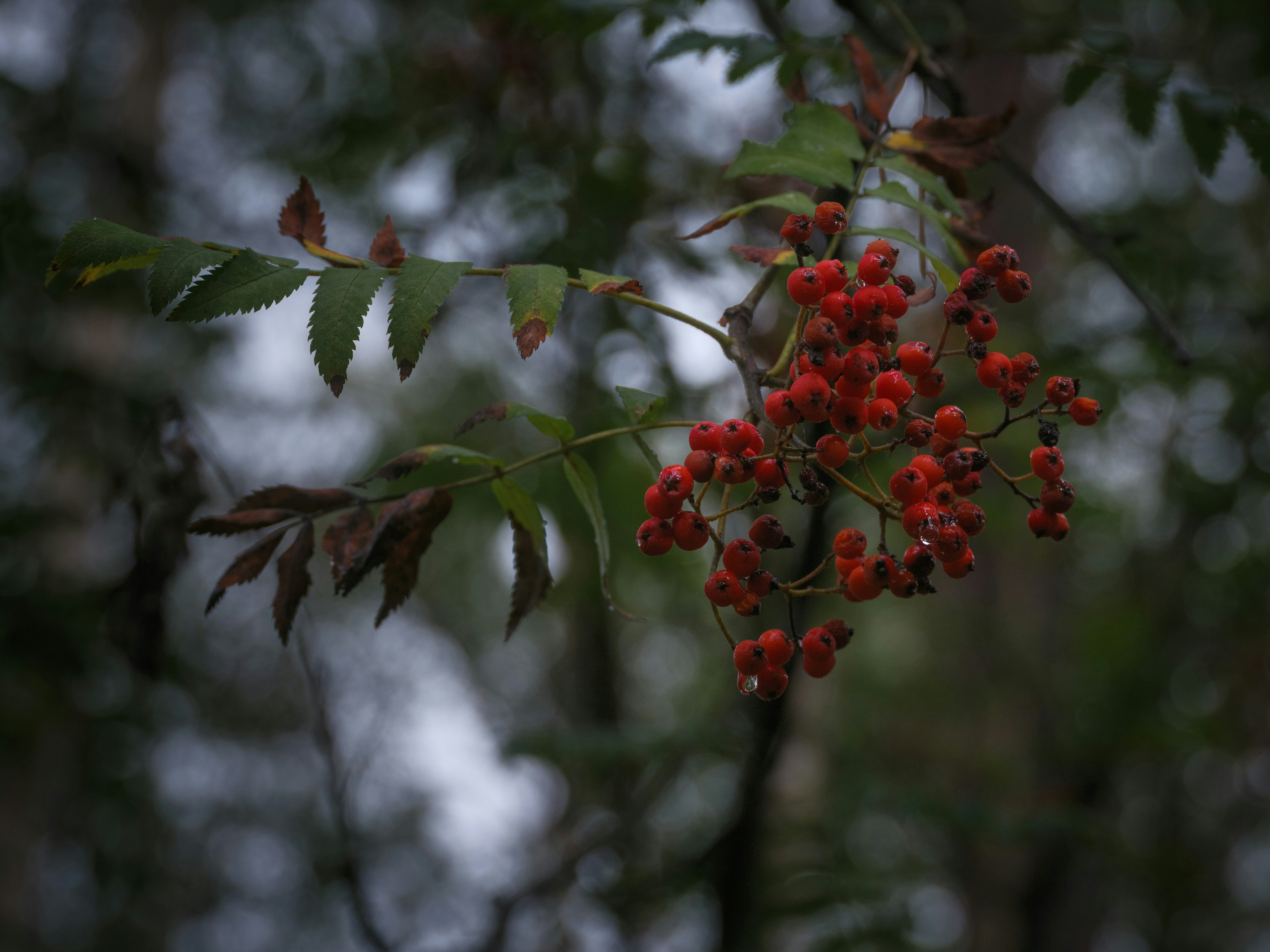 Crimson clusters in a quiet autumn mood